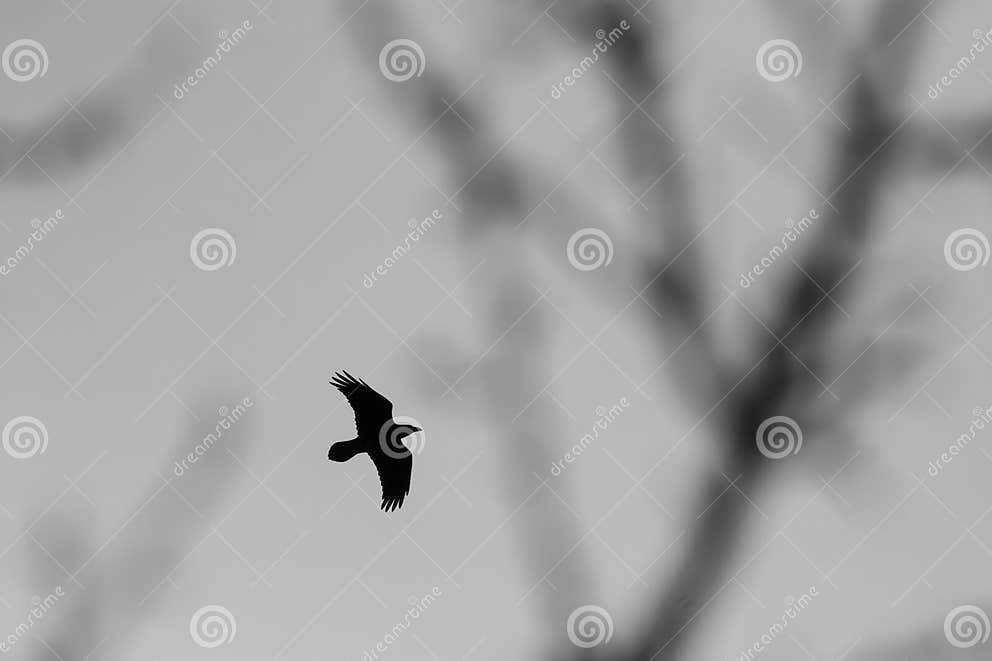 Raven stock photo. Image of white, animal, twig, branch - 353210622