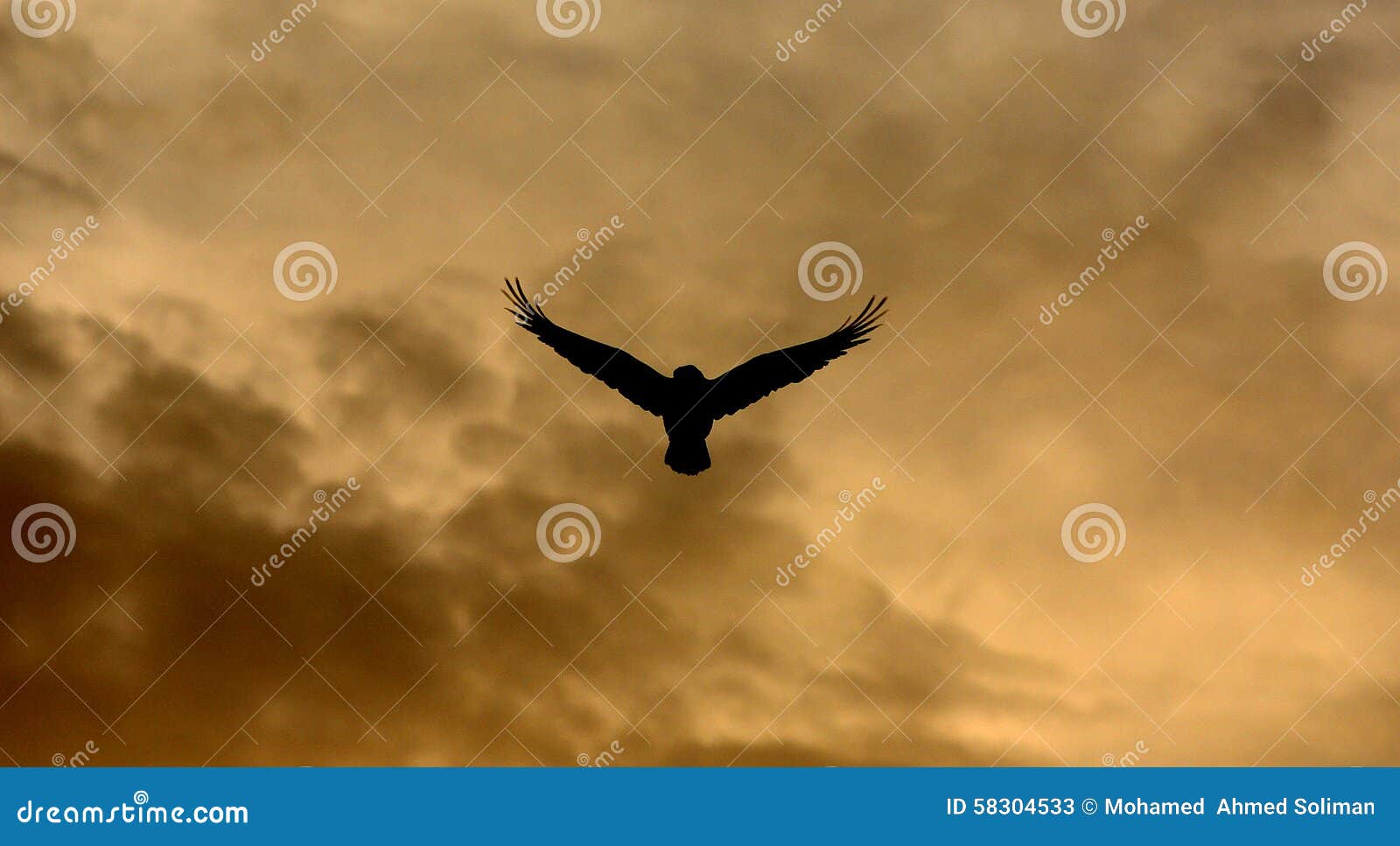 Raven stock image. Image of flight, bird, landing, flying - 58304533
