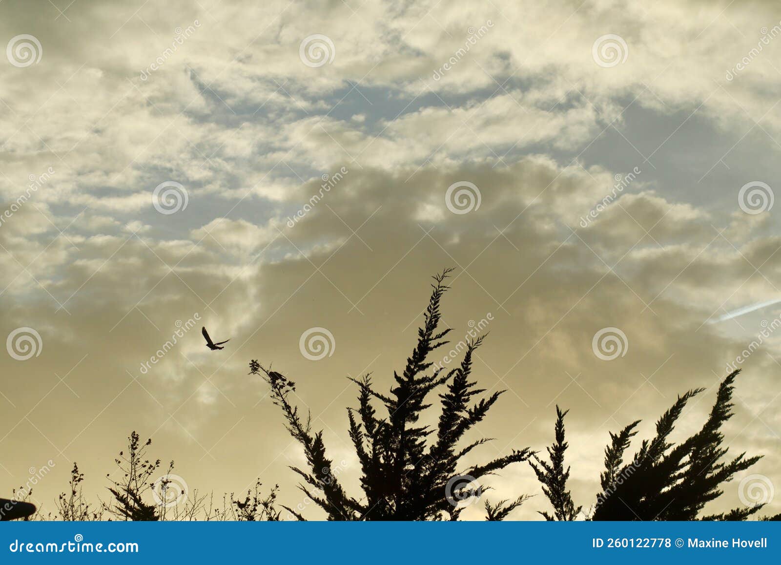 Raven Flying into the Sunset Stock Photo - Image of corvid, plant ...