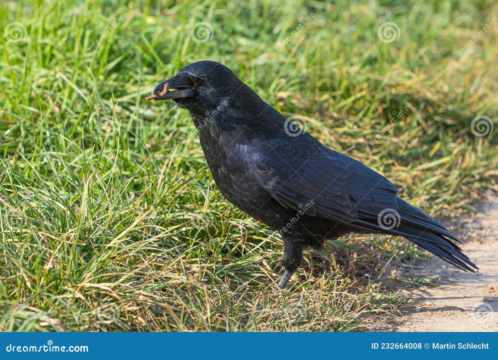 Raven with Food in His Beak Stock Photo - Image of raven, beak: 232664008