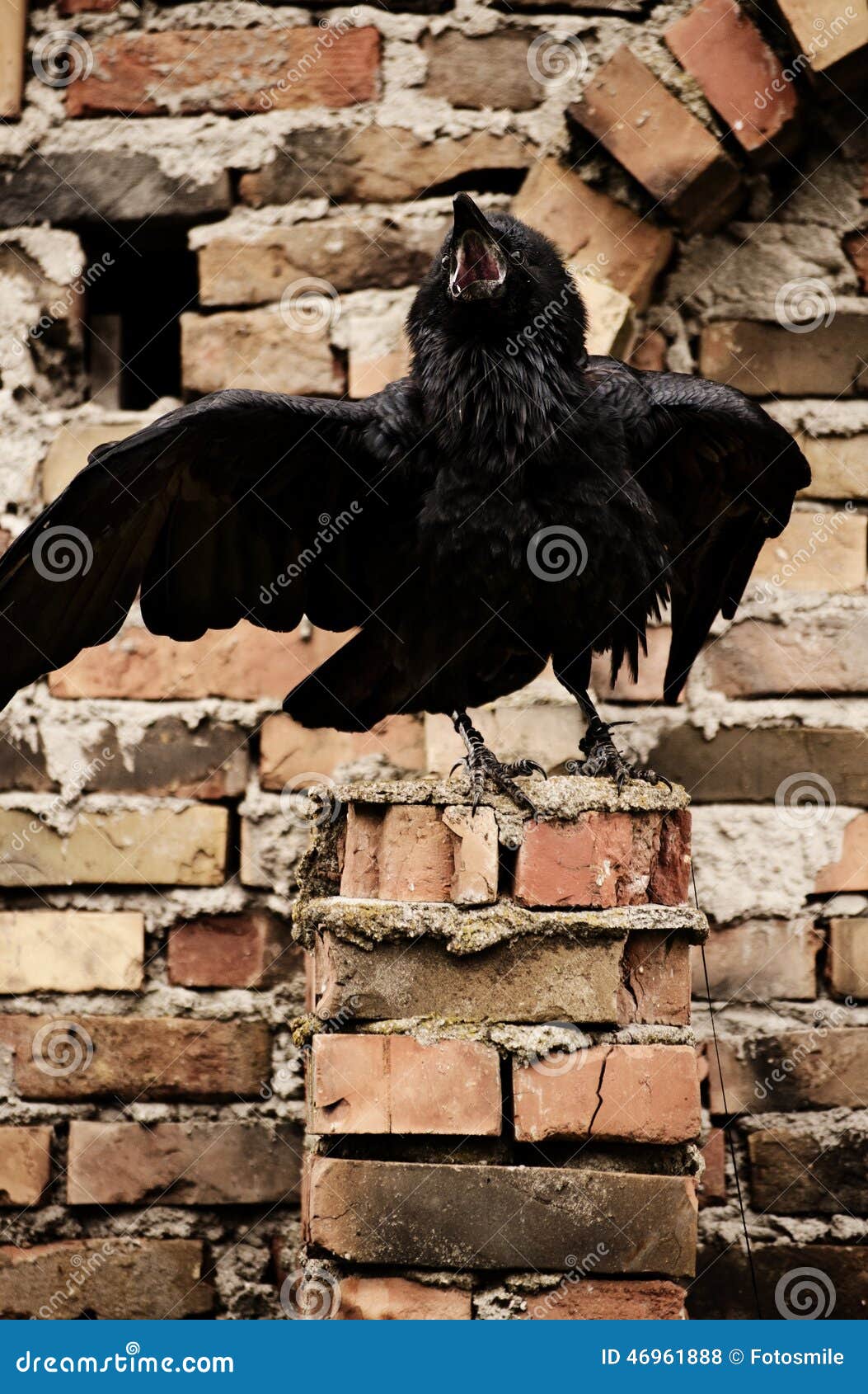 Raven stock photo. Image of front, full, raven, cawing - 46961888