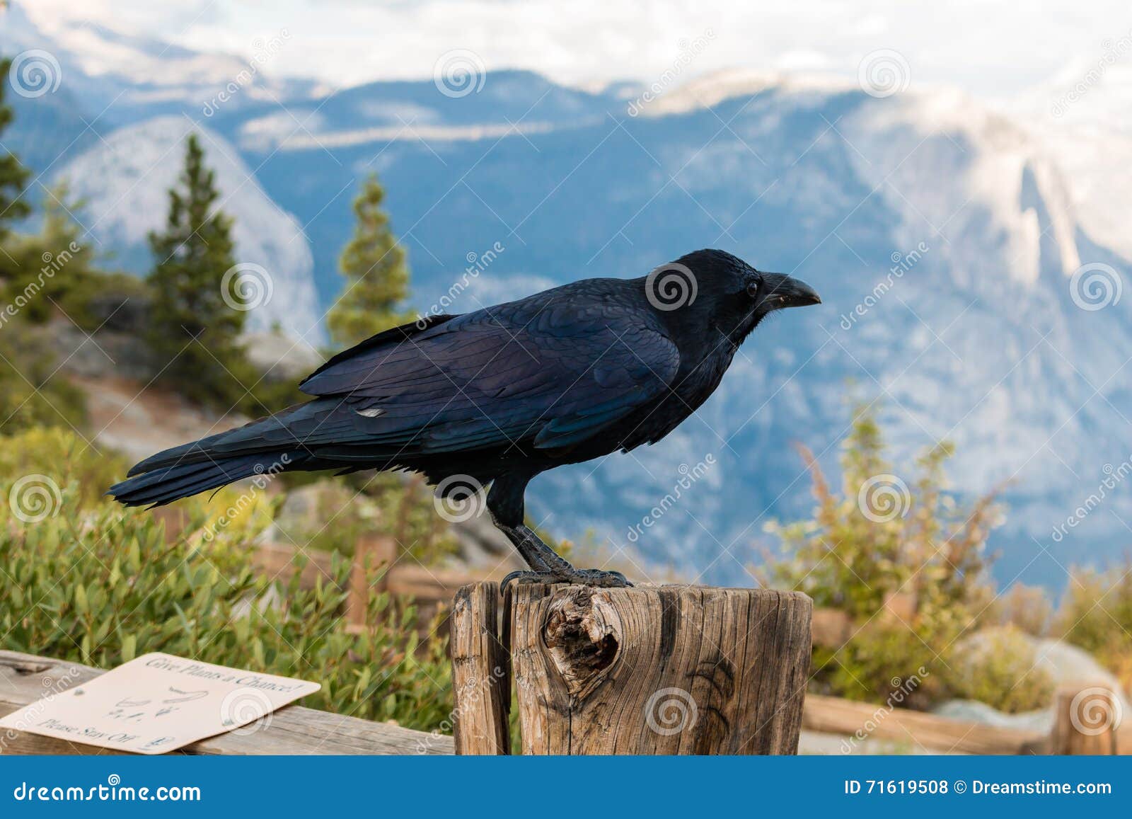 Raven stock photo. Image of wood, dark, park, crow, america - 71619508