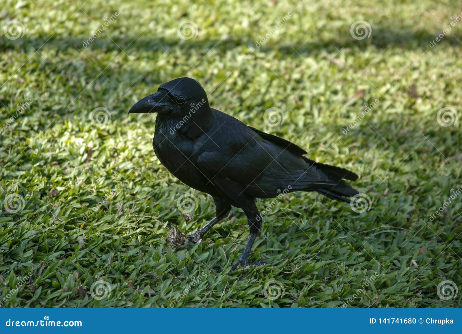 Raven on the grass stock photo. Image of rook, halloween - 141741680