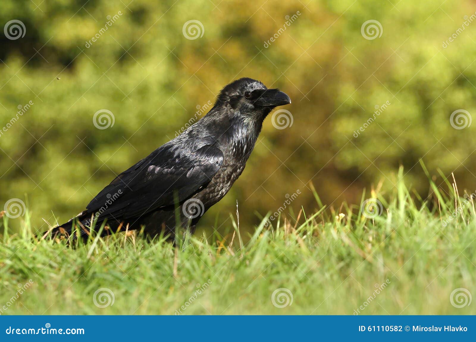 Raven in grass stock photo. Image of bill, wild, accipiter - 61110582