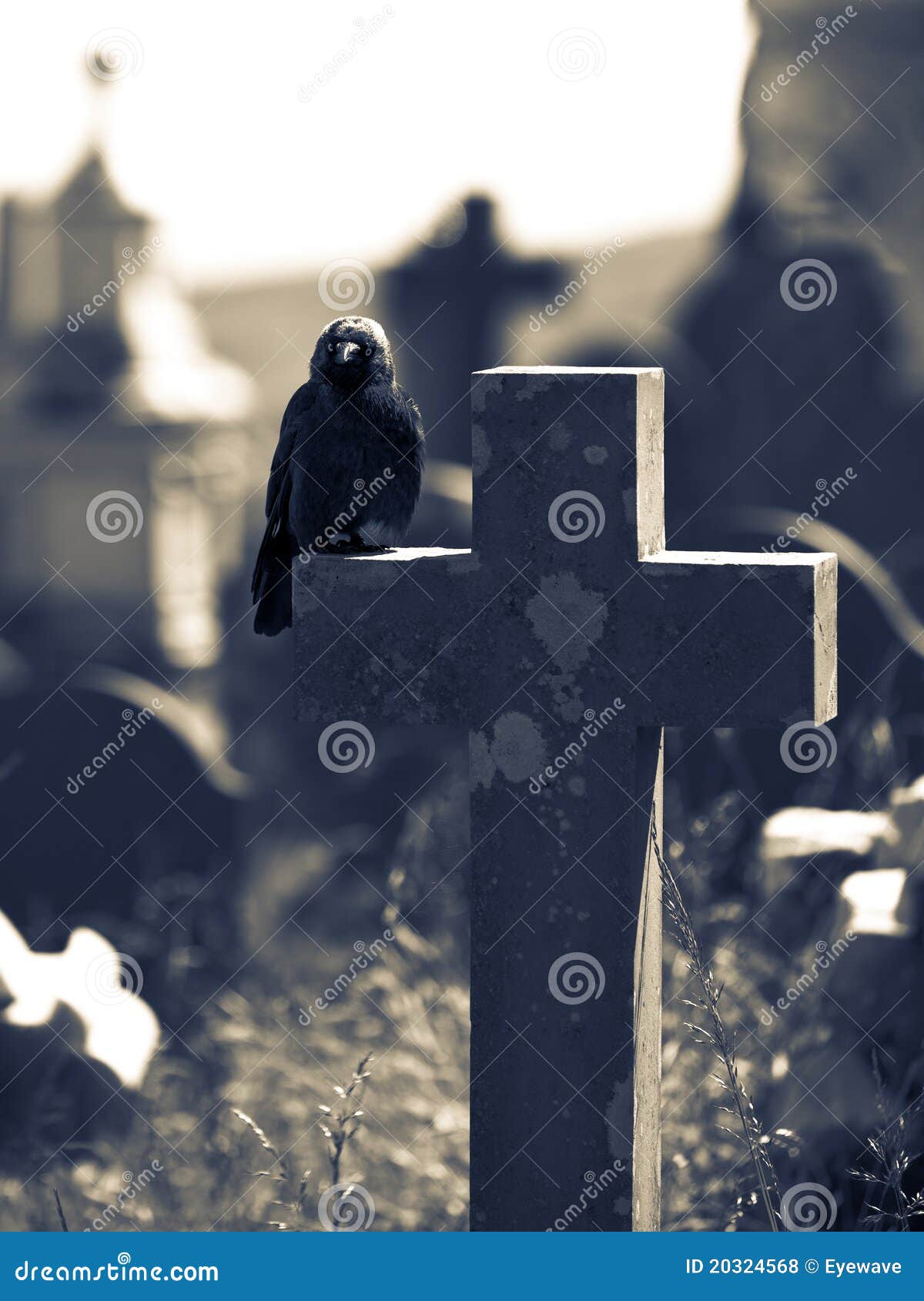 Raven on a gravestone stock photo. Image of graveyard - 20324568
