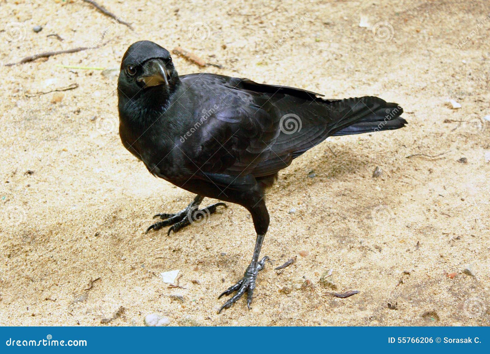 Raven on ground stock photo. Image of sand, ground, watching - 55766206