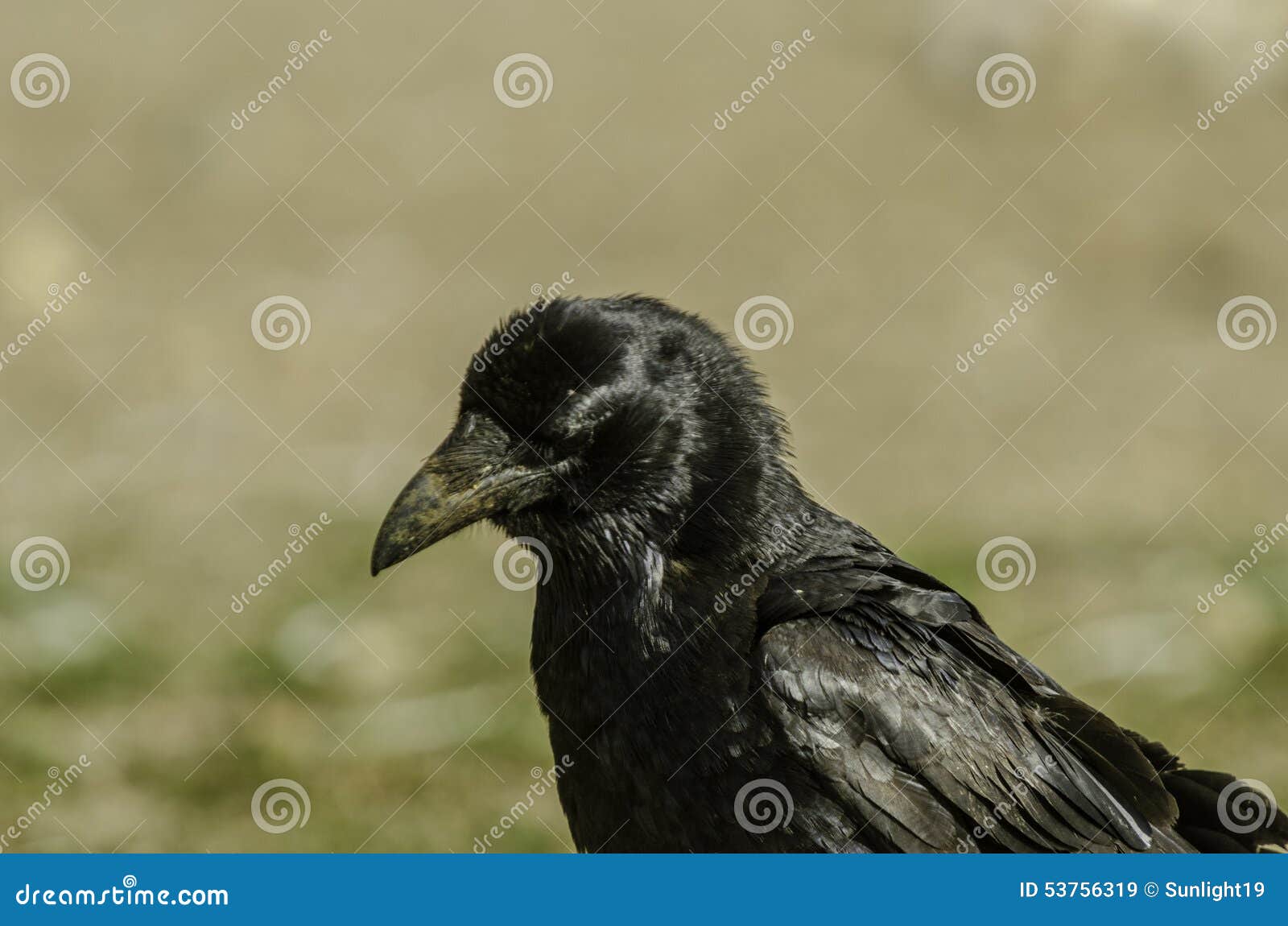 Raven on Ground. the Profile View. Stock Image - Image of corvus, claw ...