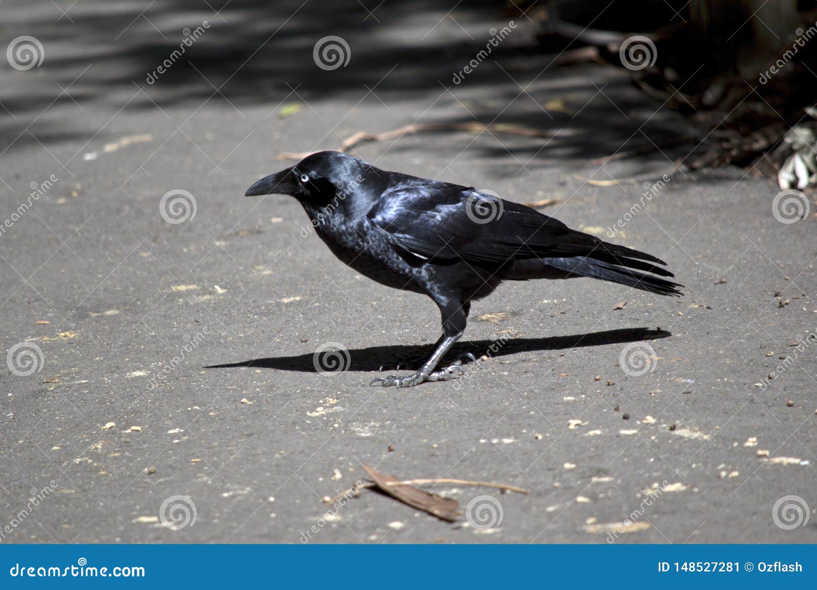 The raven is on the ground stock image. Image of crow - 148527281