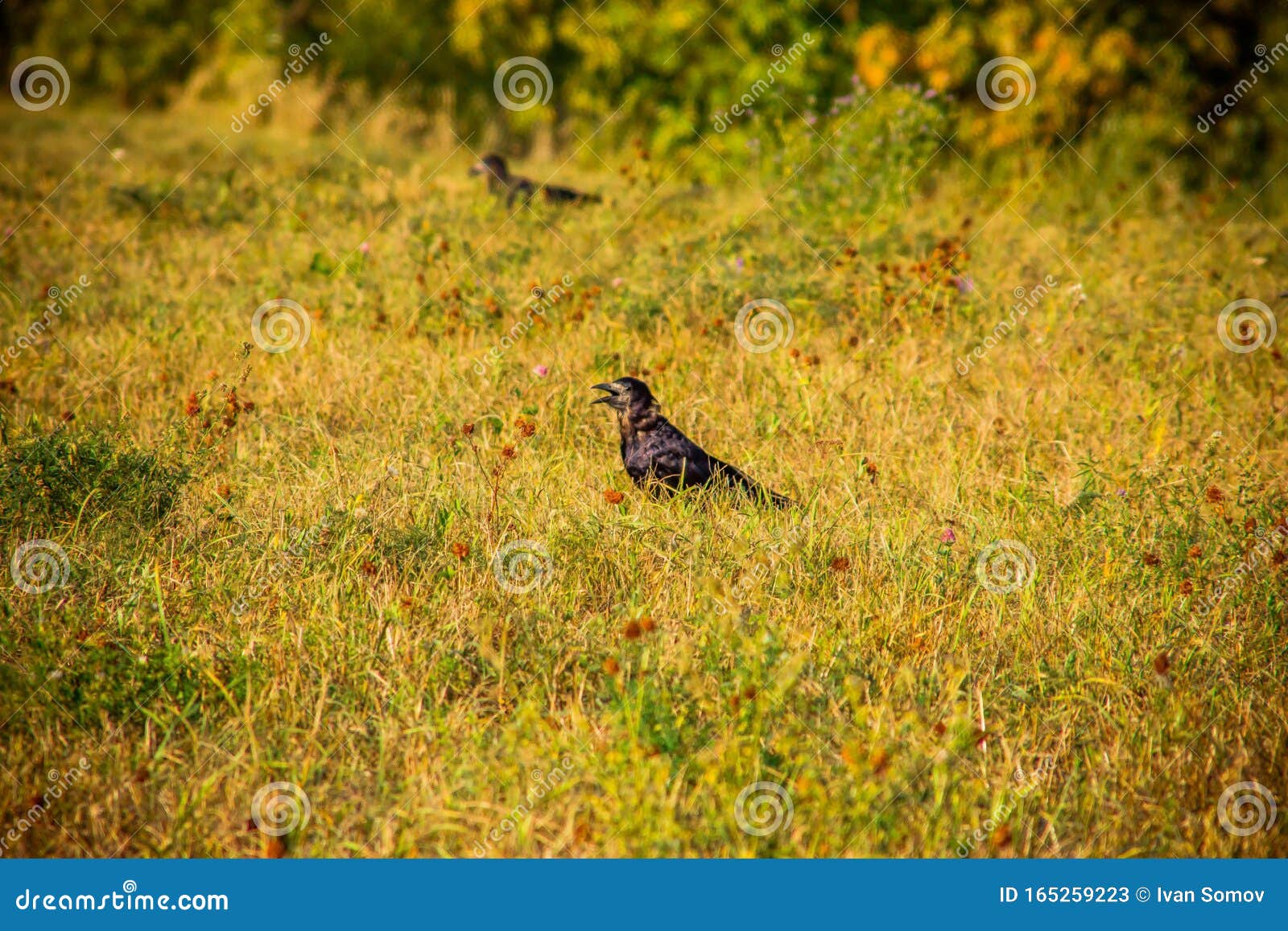 The Raven stock image. Image of raven, summer, autumn - 165259223