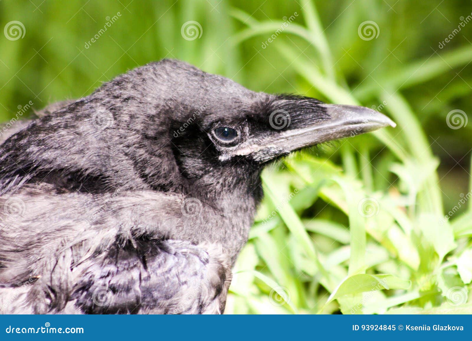 Raven Head is Close in the Grass Stock Image - Image of claw, leaf ...