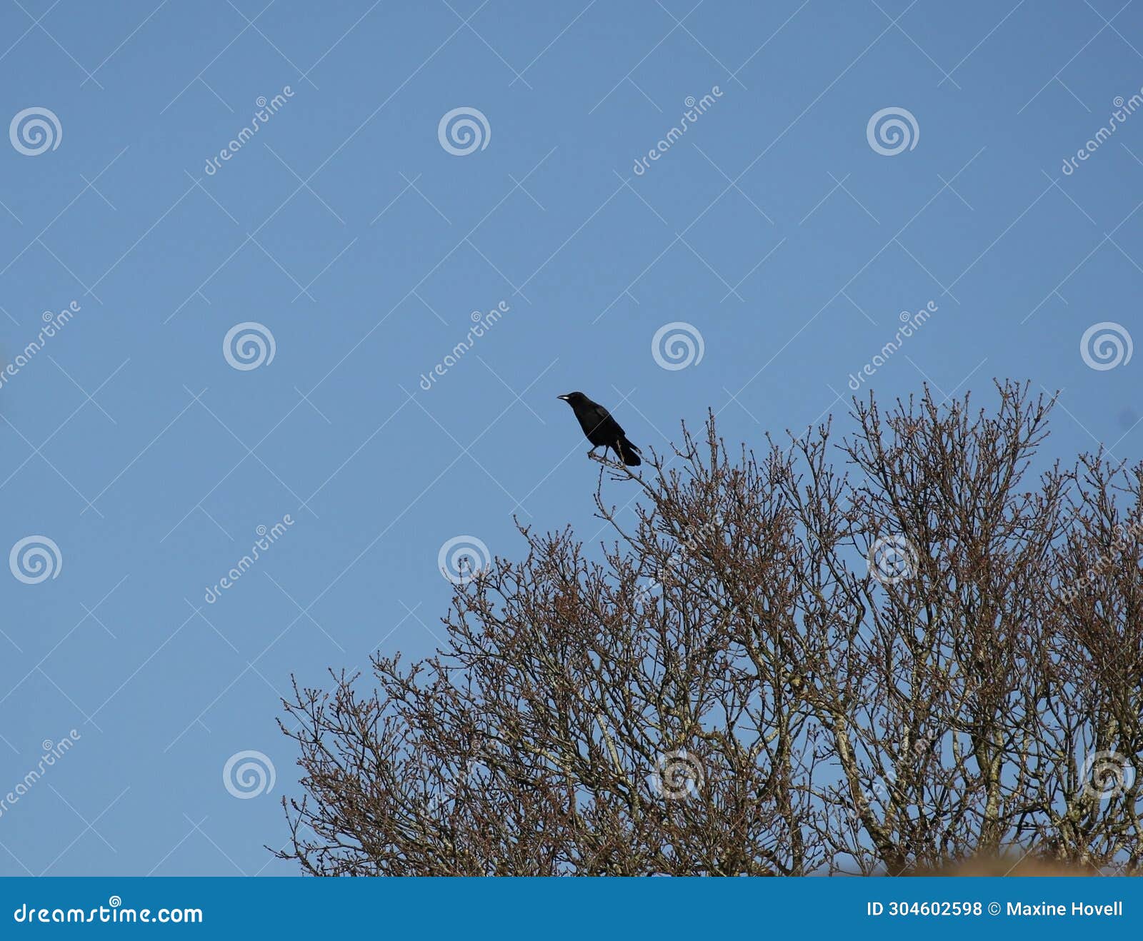 Raven high in a tree stock photo. Image of perched, bookham - 304602598