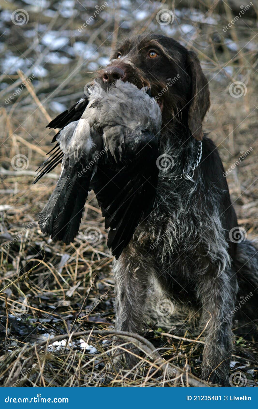Raven Hunting stock image. Image of baffi, autumn, hunter - 21235481