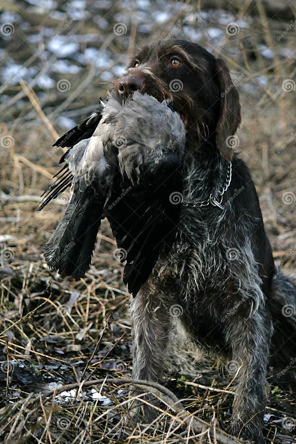 Raven Hunting stock image. Image of baffi, autumn, hunter - 21235481