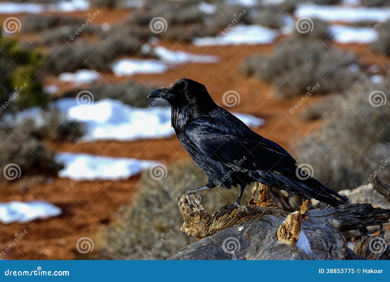 Raven, Island in the Sky, Ut Stock Image - Image of winter, utah: 38853775