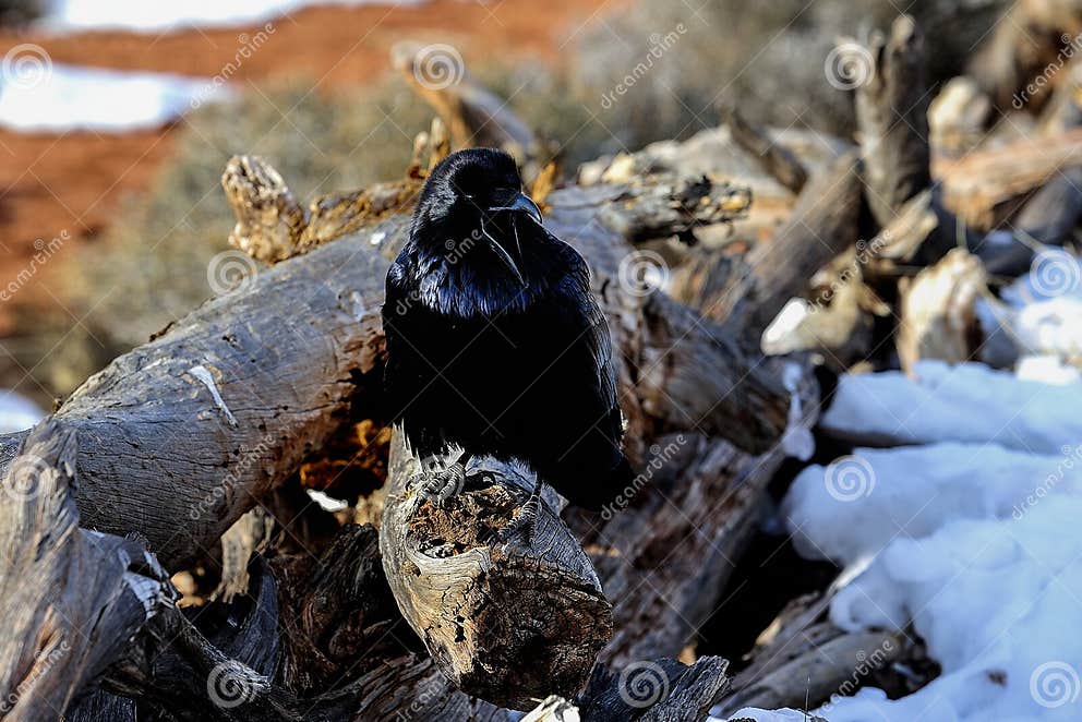 Raven, Island in the Sky, Ut Stock Photo - Image of wildlife, winter ...