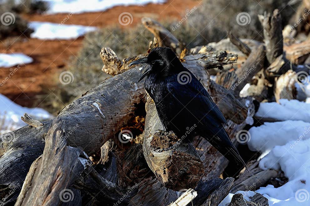 Raven, Island in the Sky, Ut Stock Photo - Image of desert, looking ...