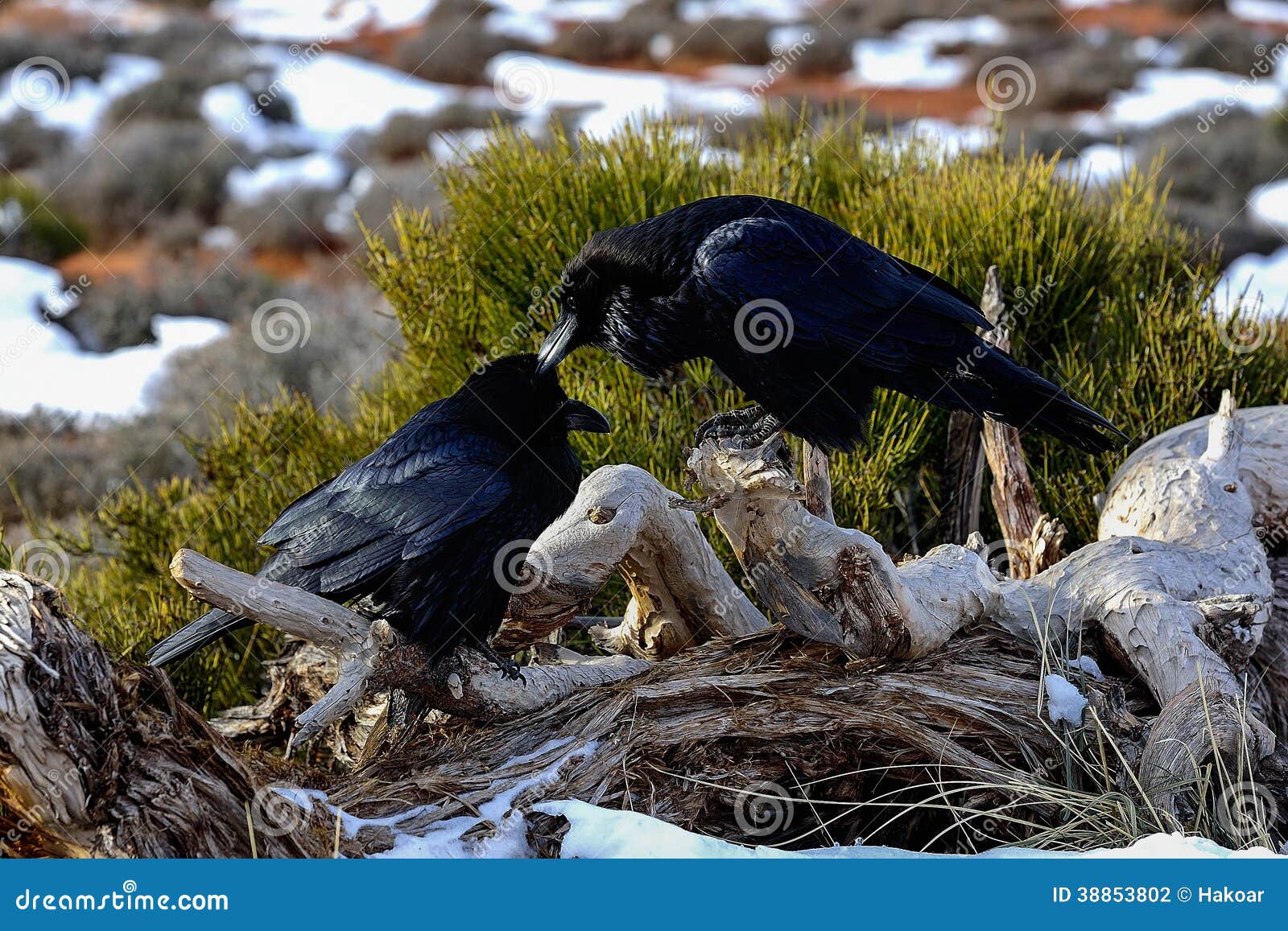 Raven, Island in the Sky, Ut Stock Photo - Image of snow, black: 38853802