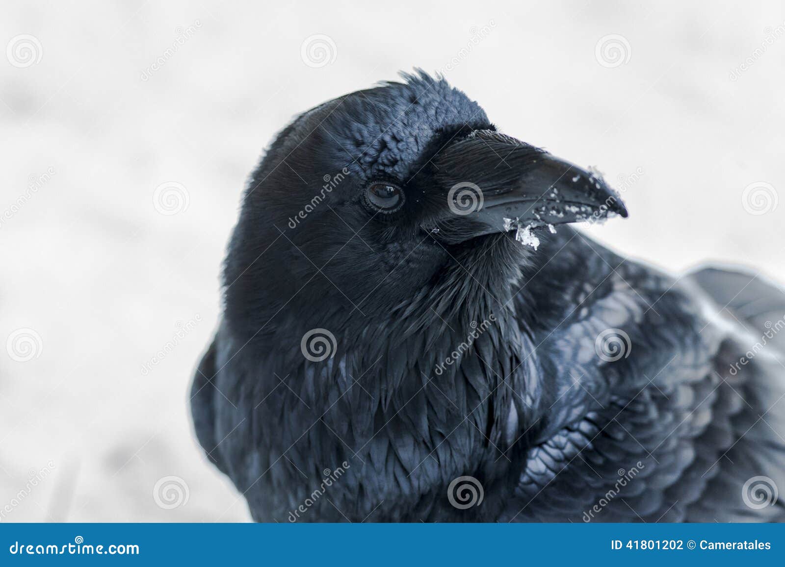 Raven Isolated Head stock photo. Image of pets, shot - 41801202