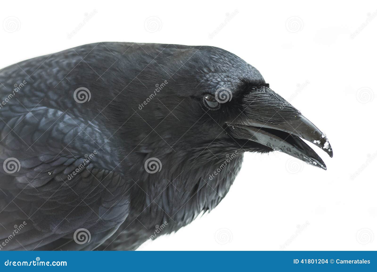 Raven Isolated stock photo. Image of white, head, branch - 41801204