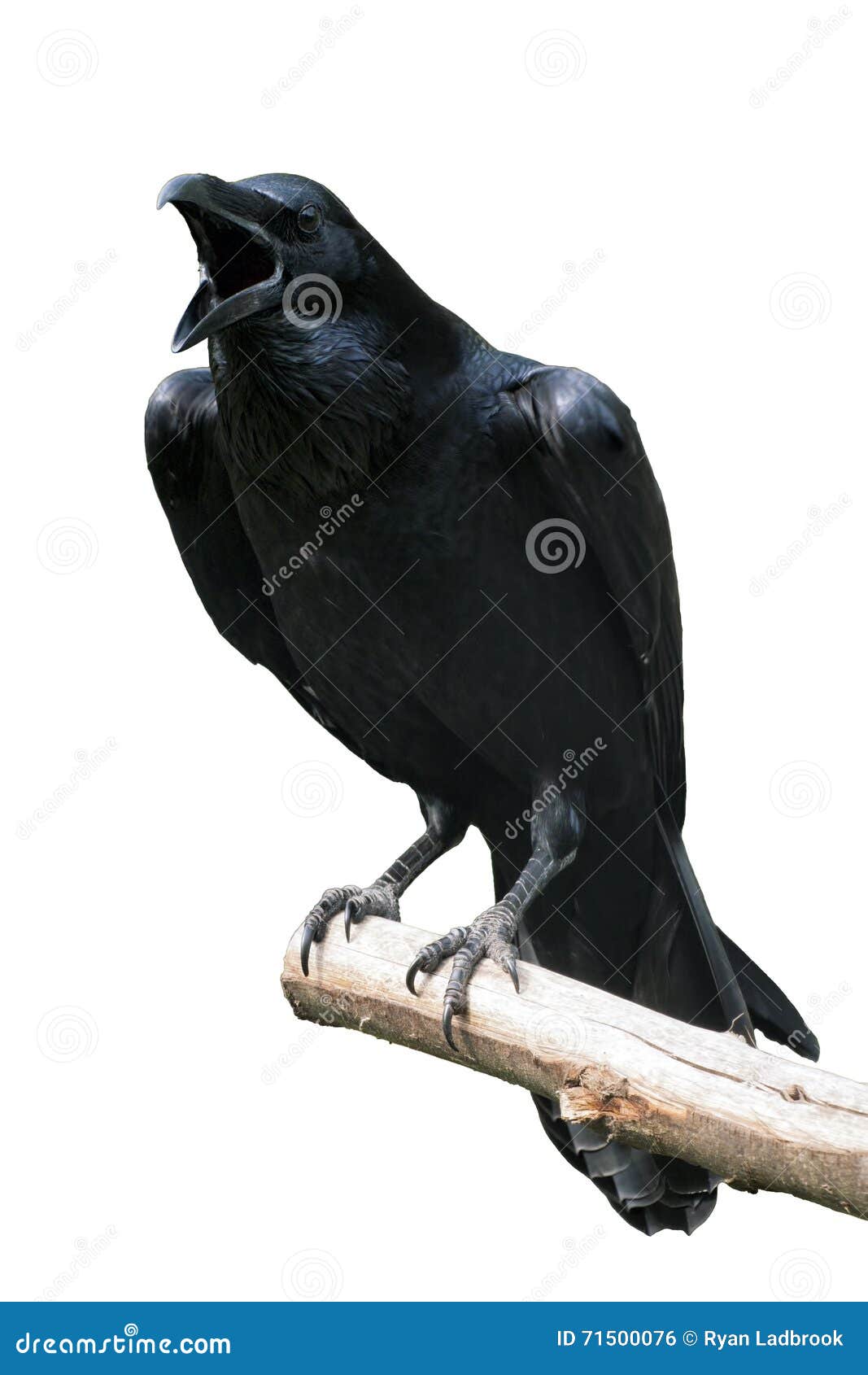 Raven Isolated - Raven Calling Out on Tree Branch Stock Photo - Image ...
