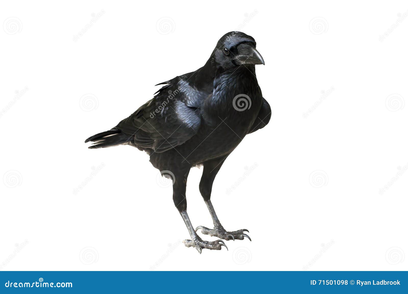 Raven Isolated - Raven Standing on Flat Ground Stock Photo - Image of ...