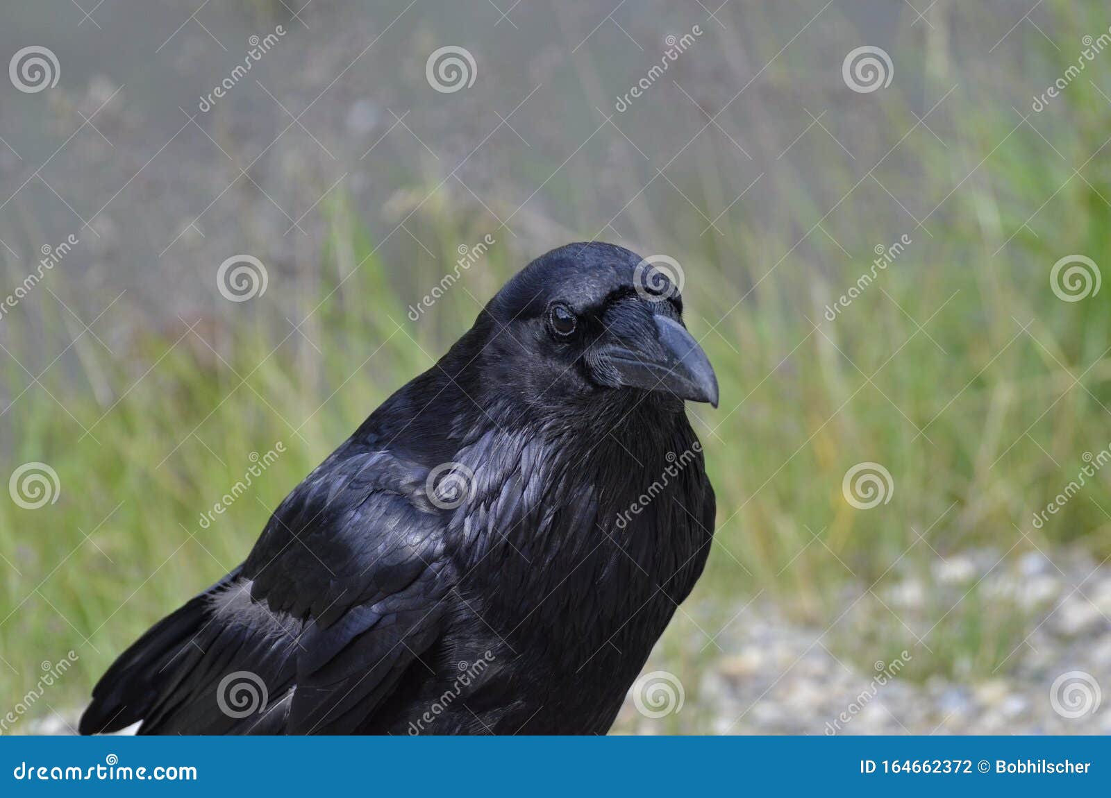Raven in Jasper National Park Stock Photo - Image of beak, famous ...