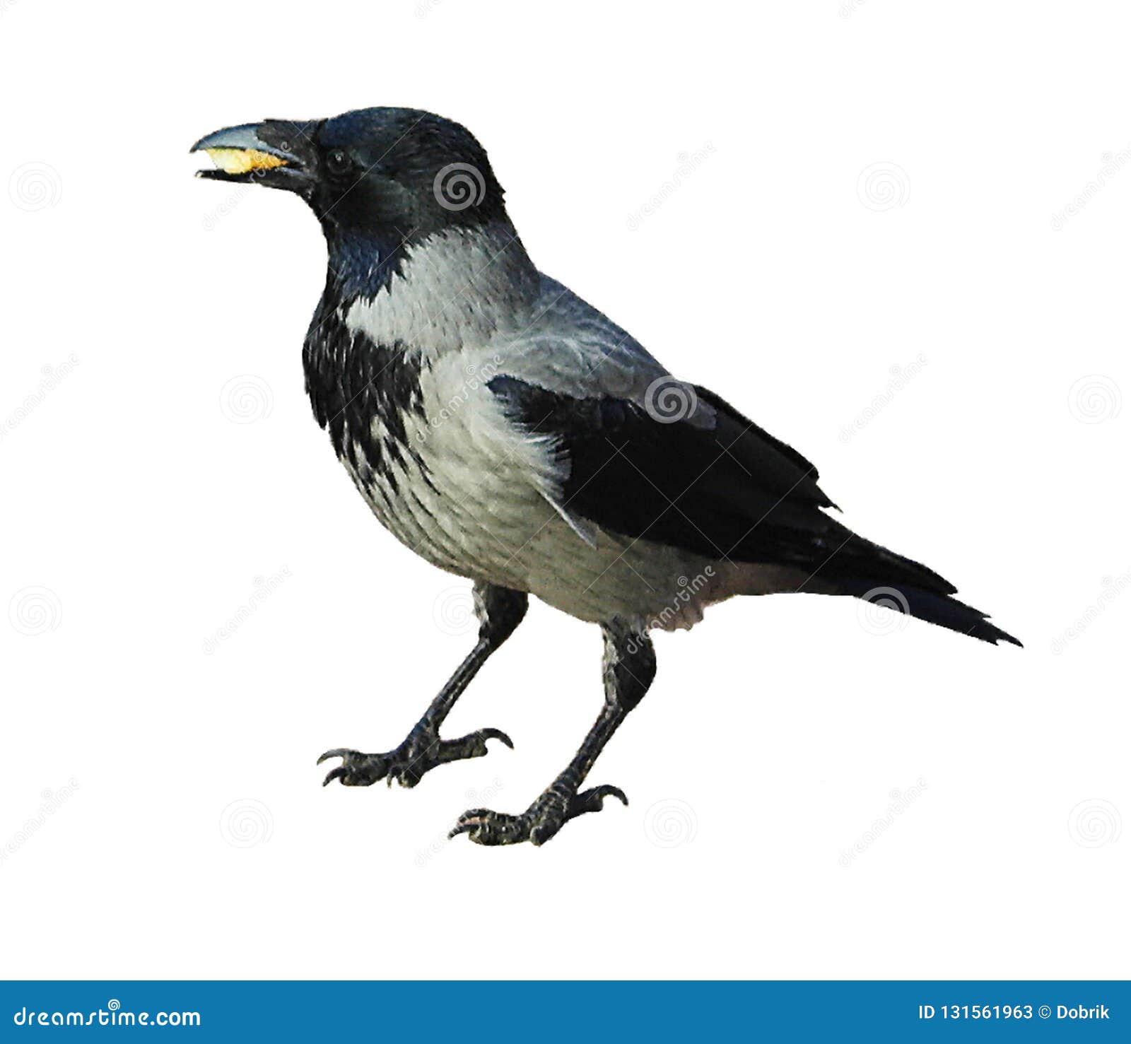 Raven. the king - a raven stock image. Image of detailed - 131561963