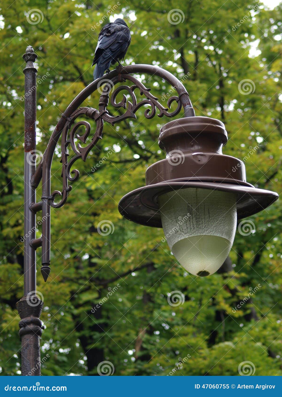 Raven on a Lamppost in the Park Stock Image - Image of tree, summer ...