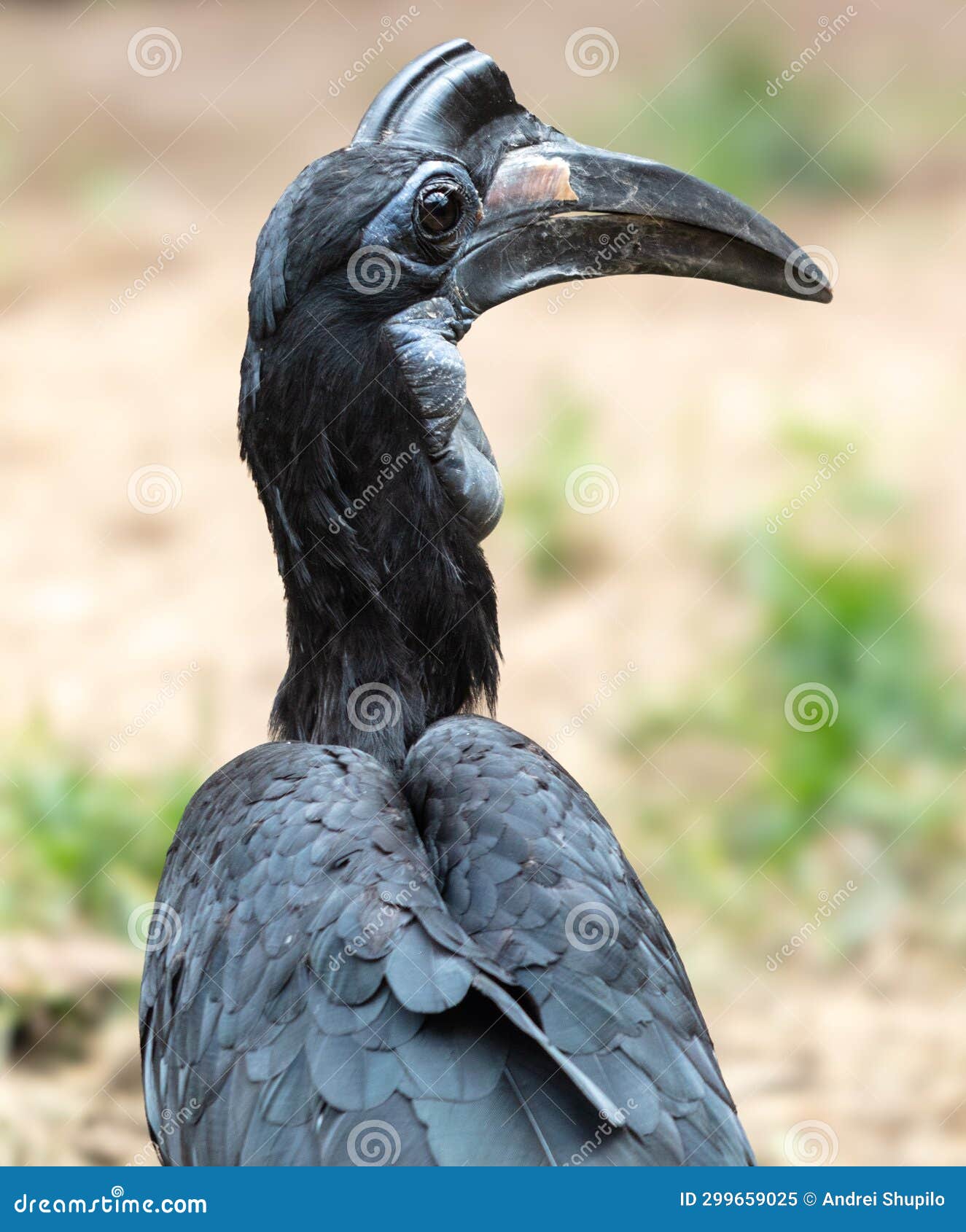 Raven with a Large Beak. Portrait Stock Image - Image of wildlife ...