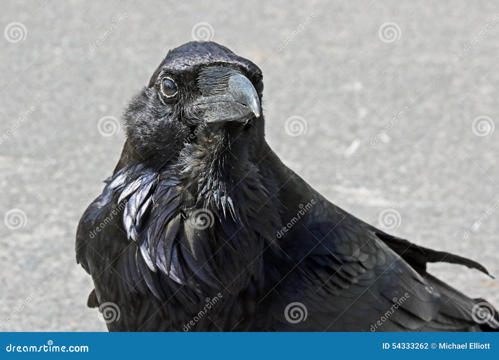 Raven stock photo. Image of close, common, cocky, buckskinman - 54333262