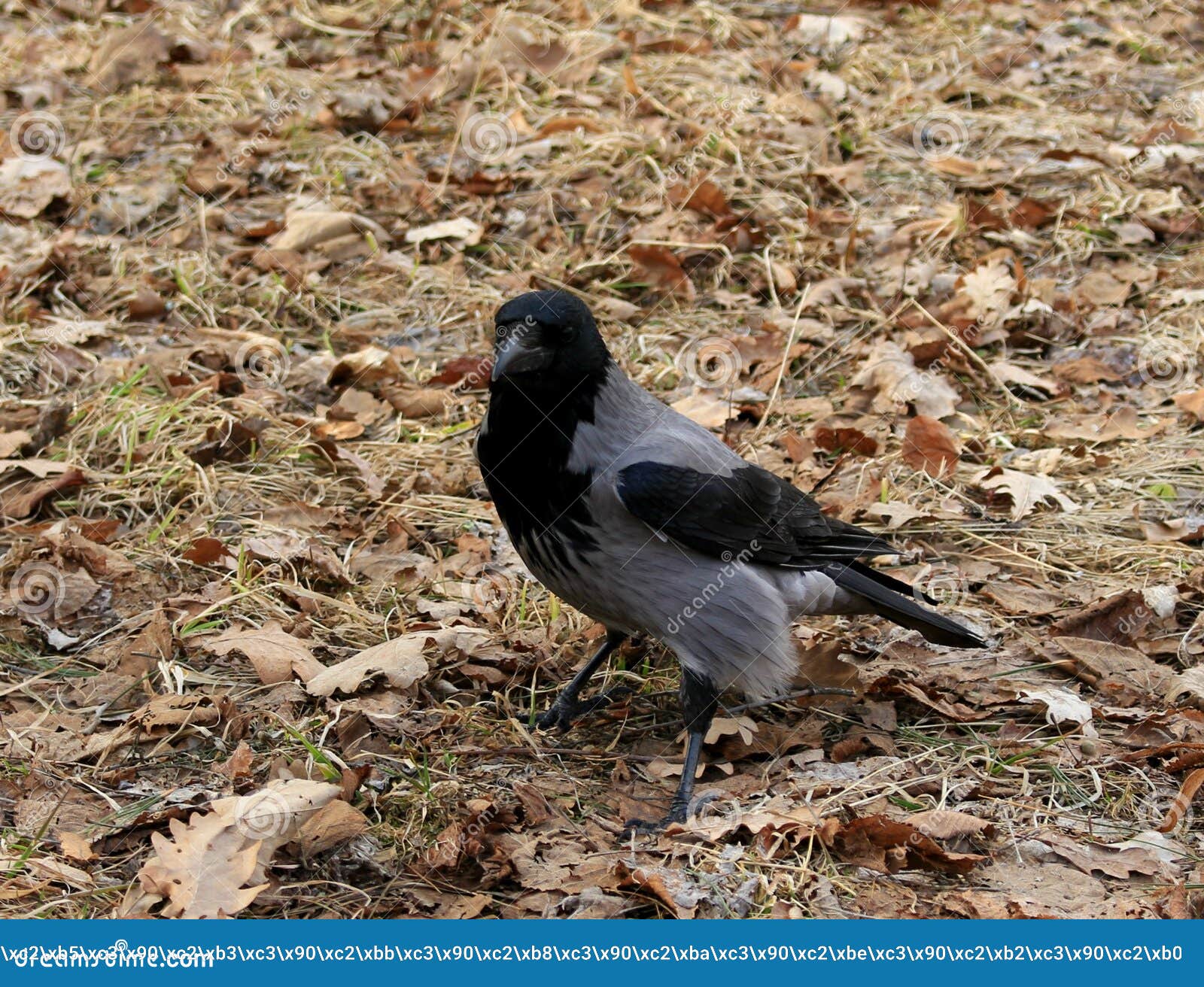 Raven stock photo. Image of park, beautiful, forest, spring - 92261132