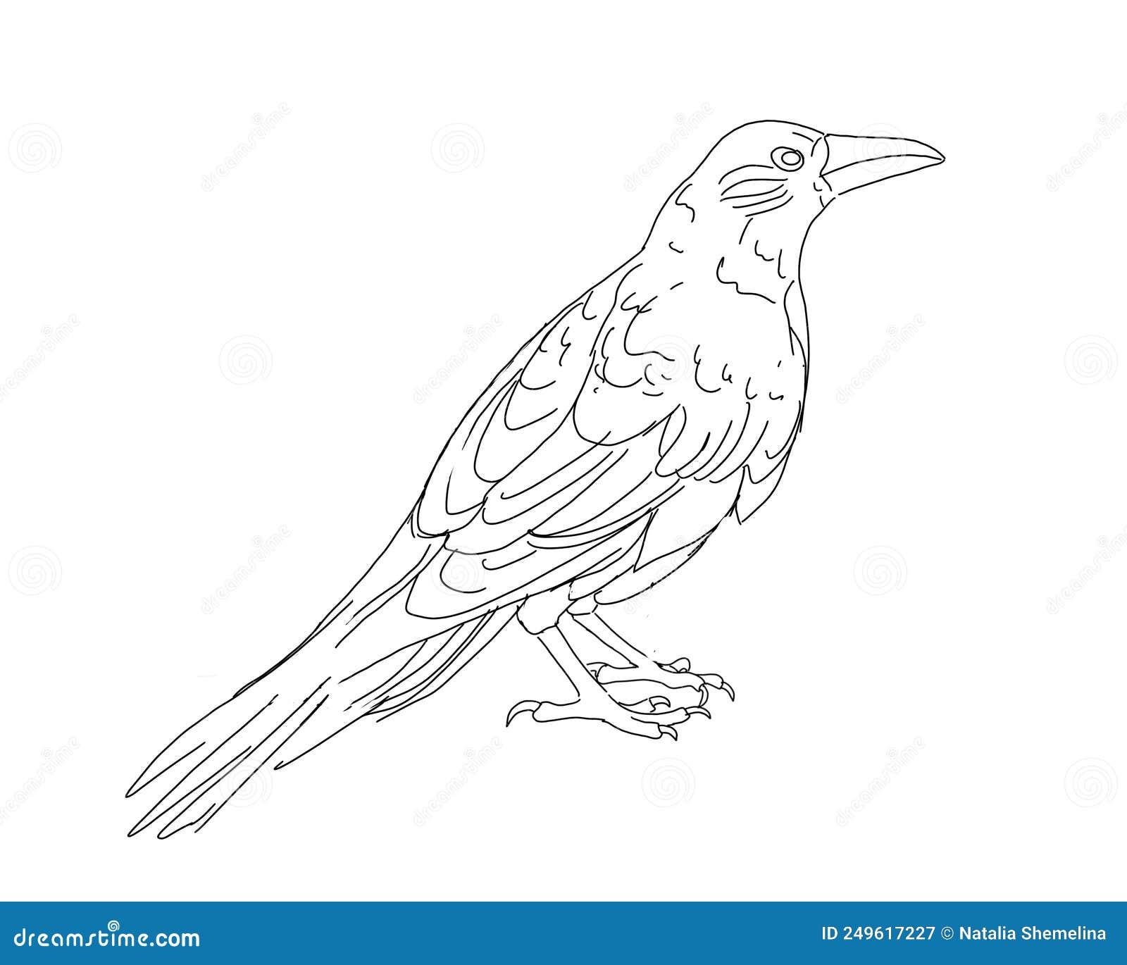 Raven Line Drawing Sketch on White Background Stock Illustration ...