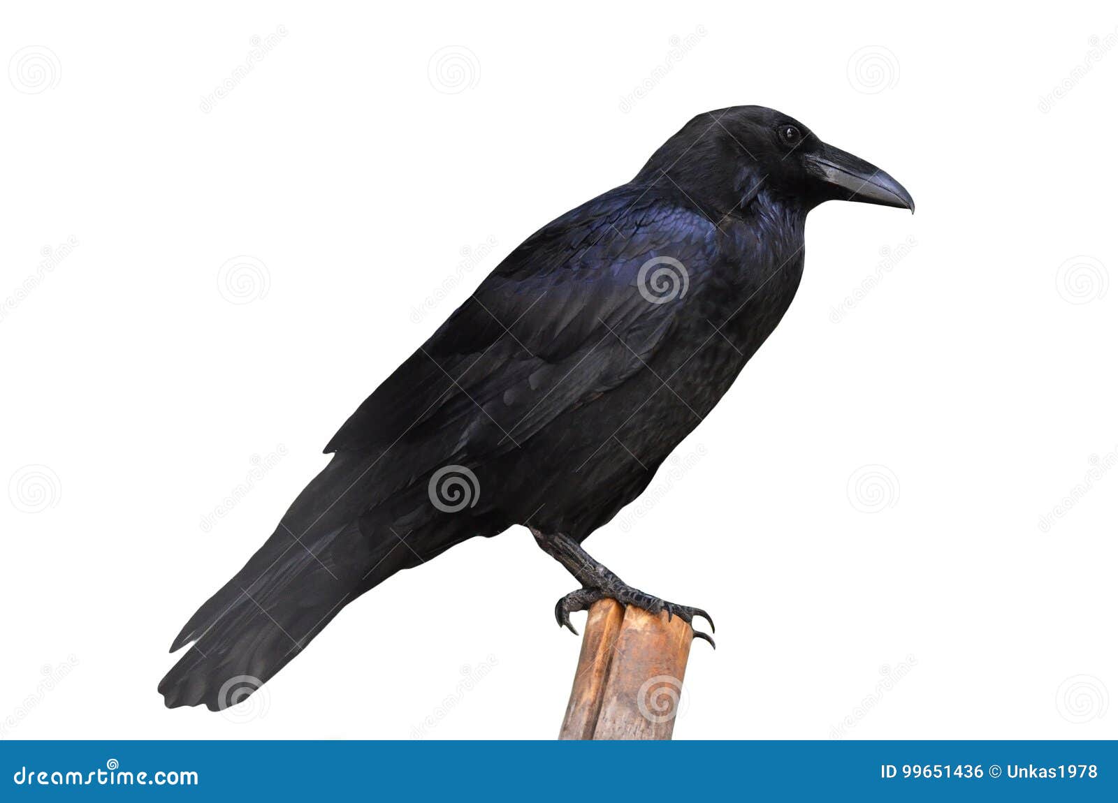 Raven on log stock photo. Image of plumage, bilogical - 99651436