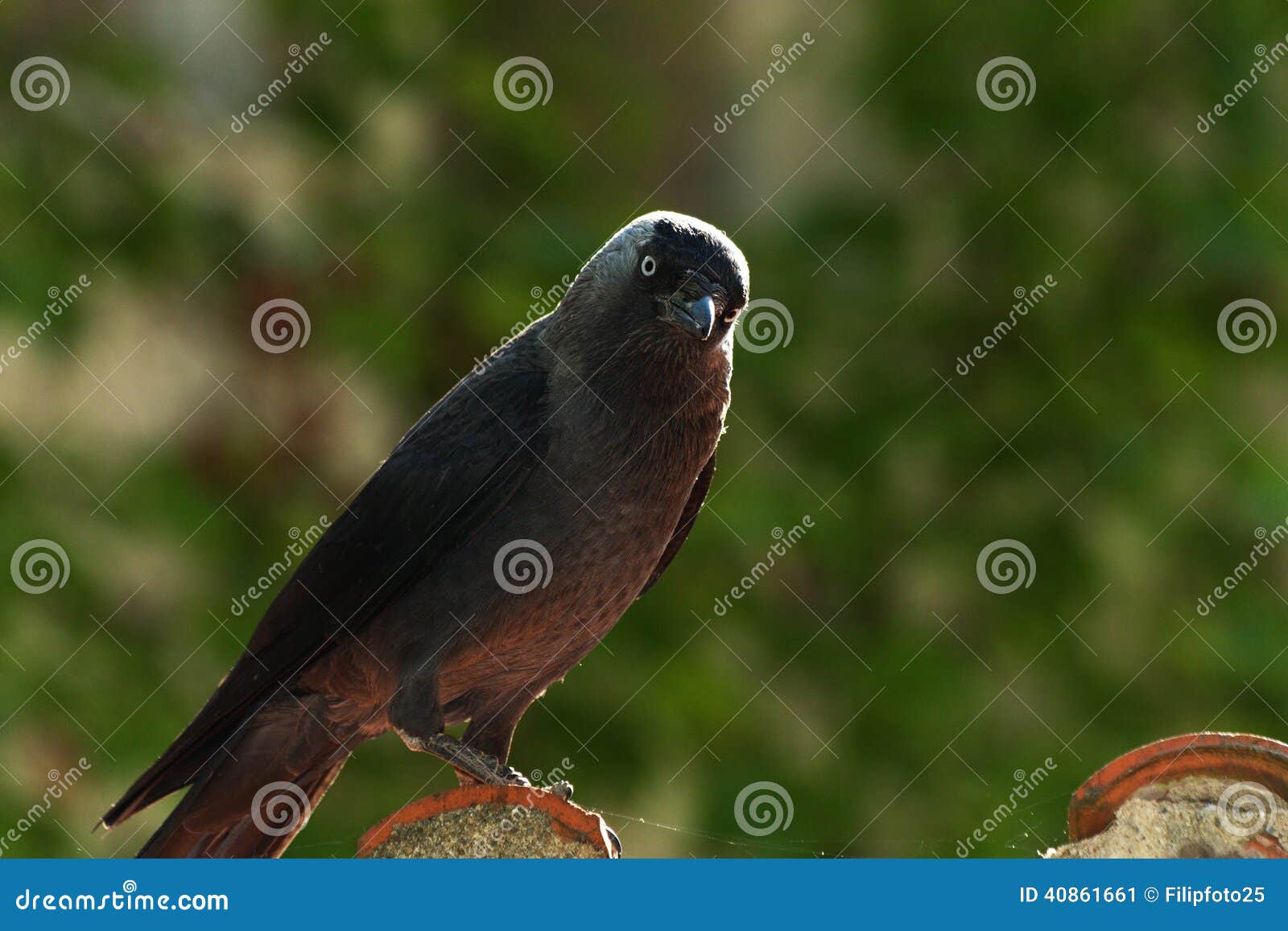 Raven stock image. Image of birds, wings, raven, feathers - 40861661