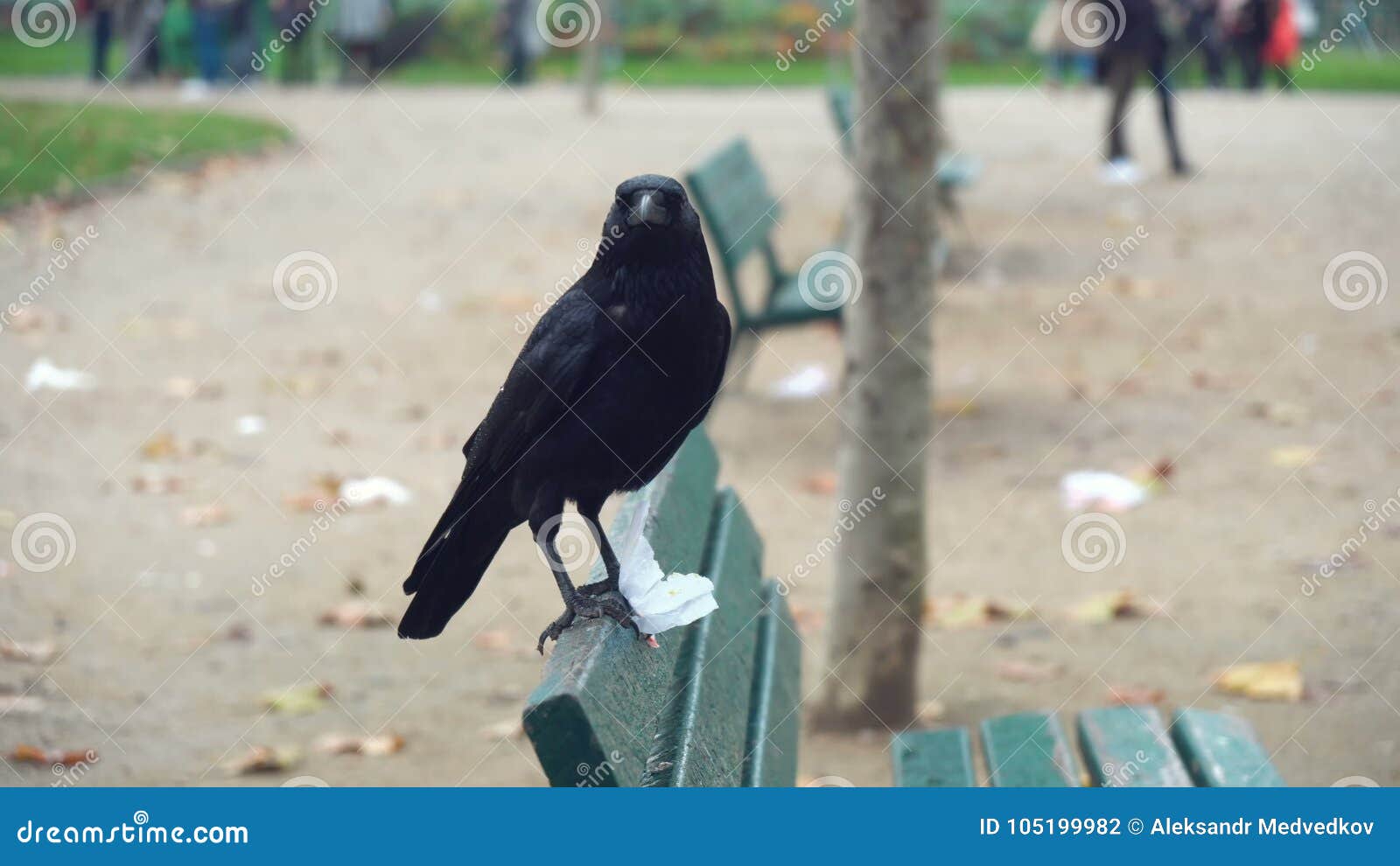 Raven looking at camera stock footage. Video of claw - 105199982