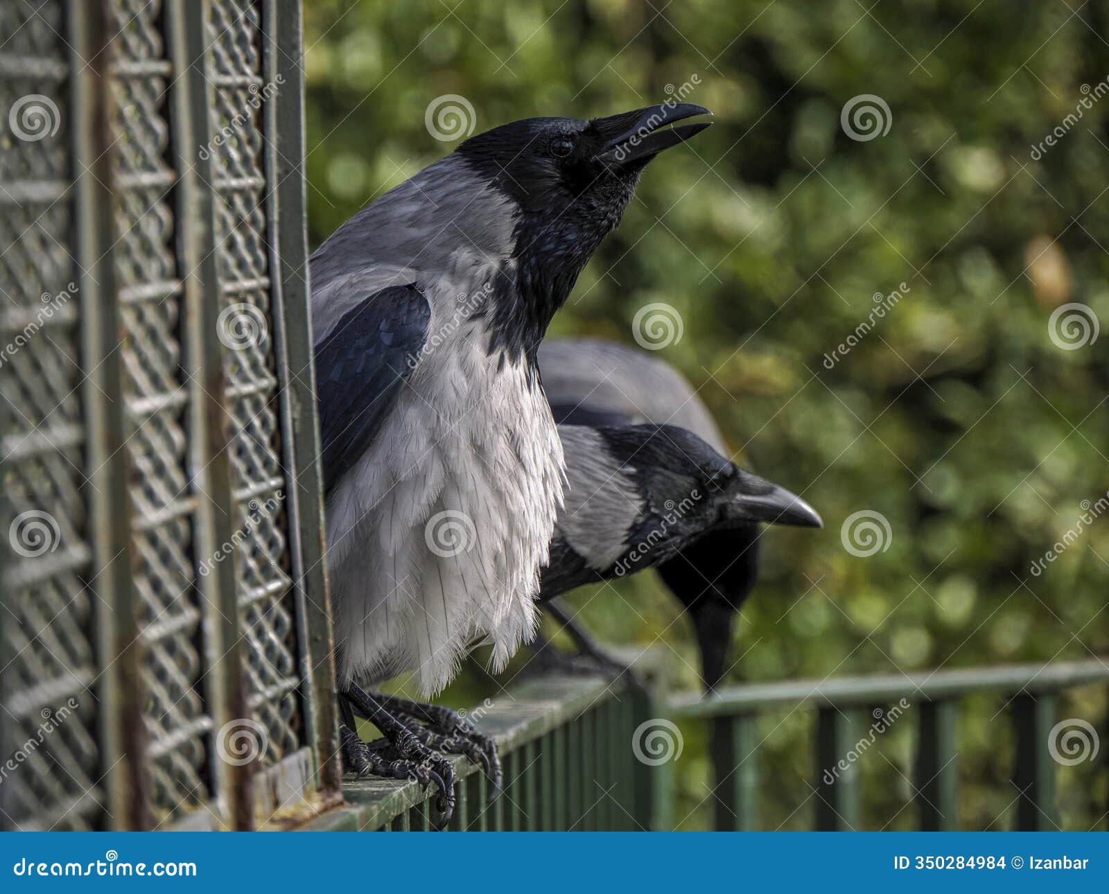 Raven Looking from a Iron Gate Stock Photo - Image of nature, crow ...