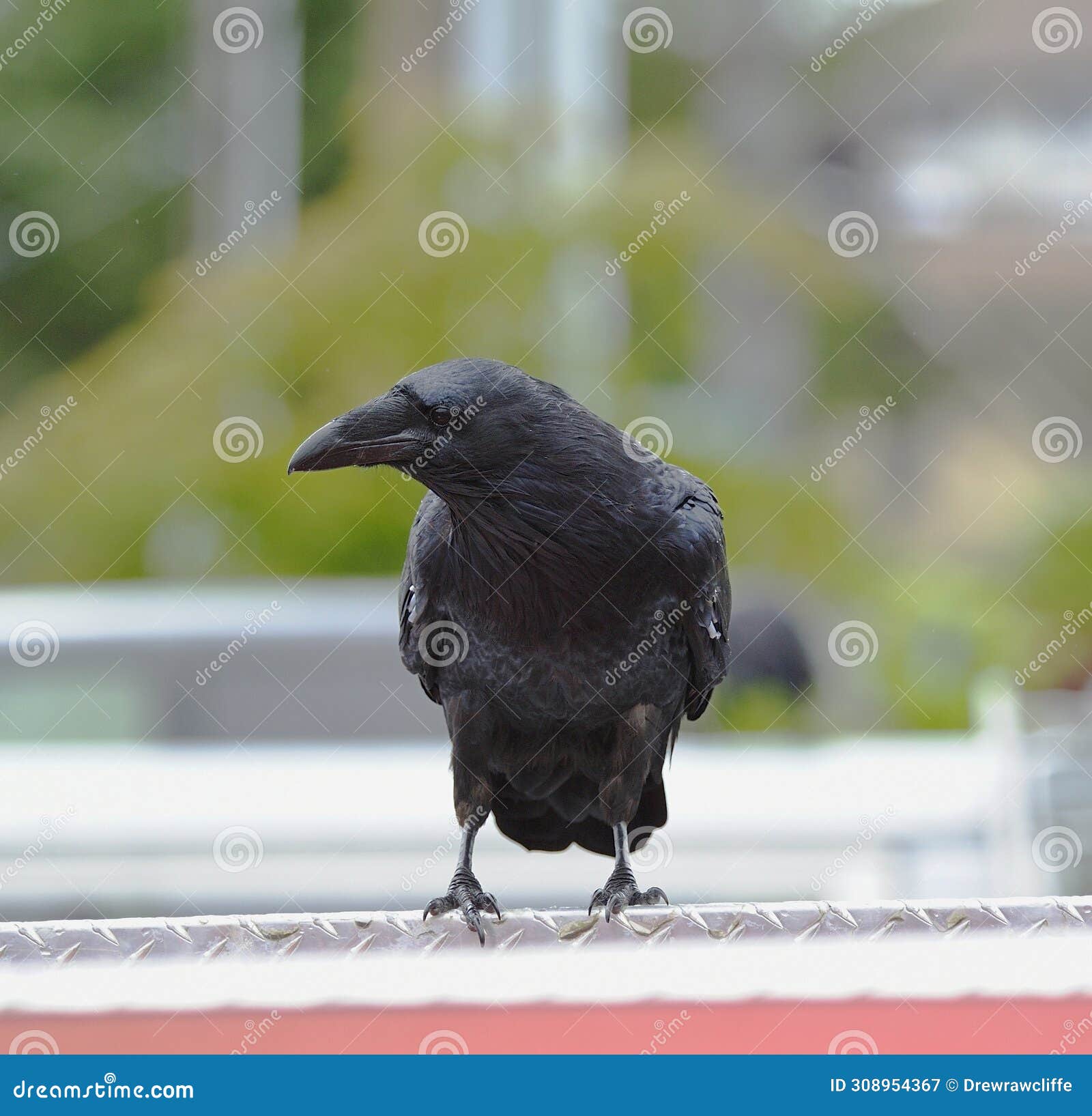 Raven looking for a meal stock image. Image of crow - 308954367