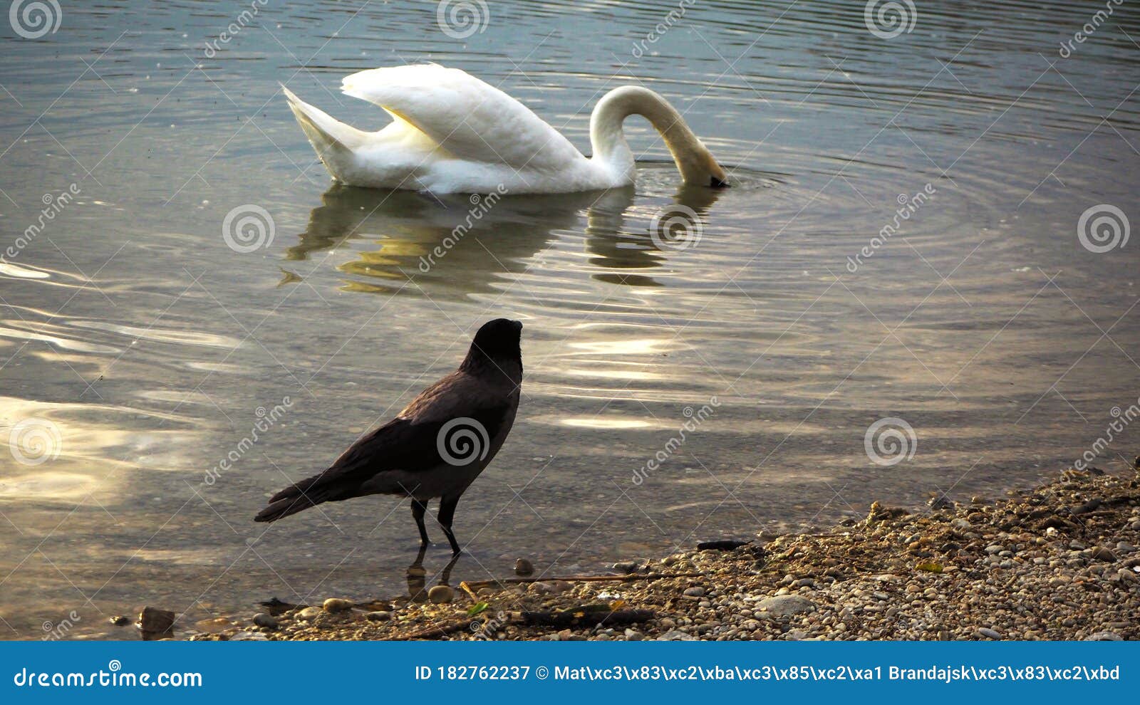 Raven looks on swan. stock image. Image of outdoor, river - 182762237
