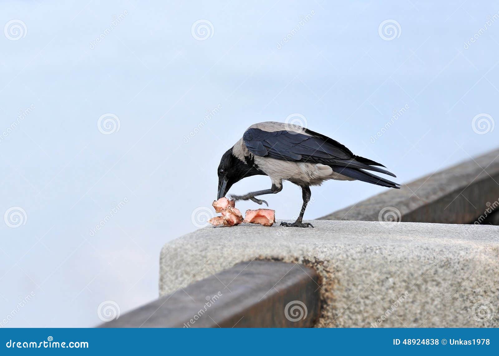 Bone Raven And A Skull Royalty-Free Stock Photo | CartoonDealer.com ...