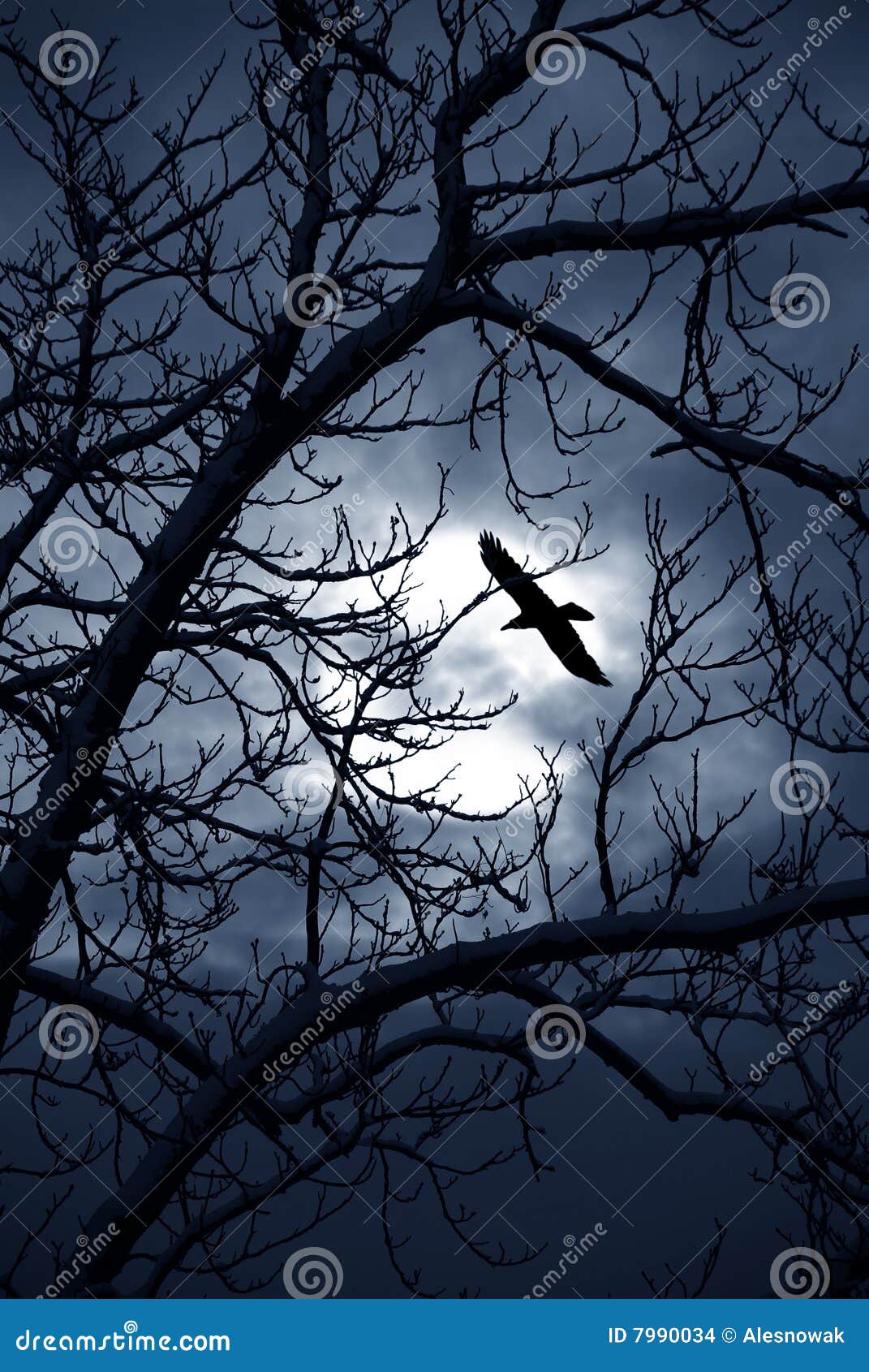 Raven midnight stock photo. Image of distress, dark, thriller - 7990034