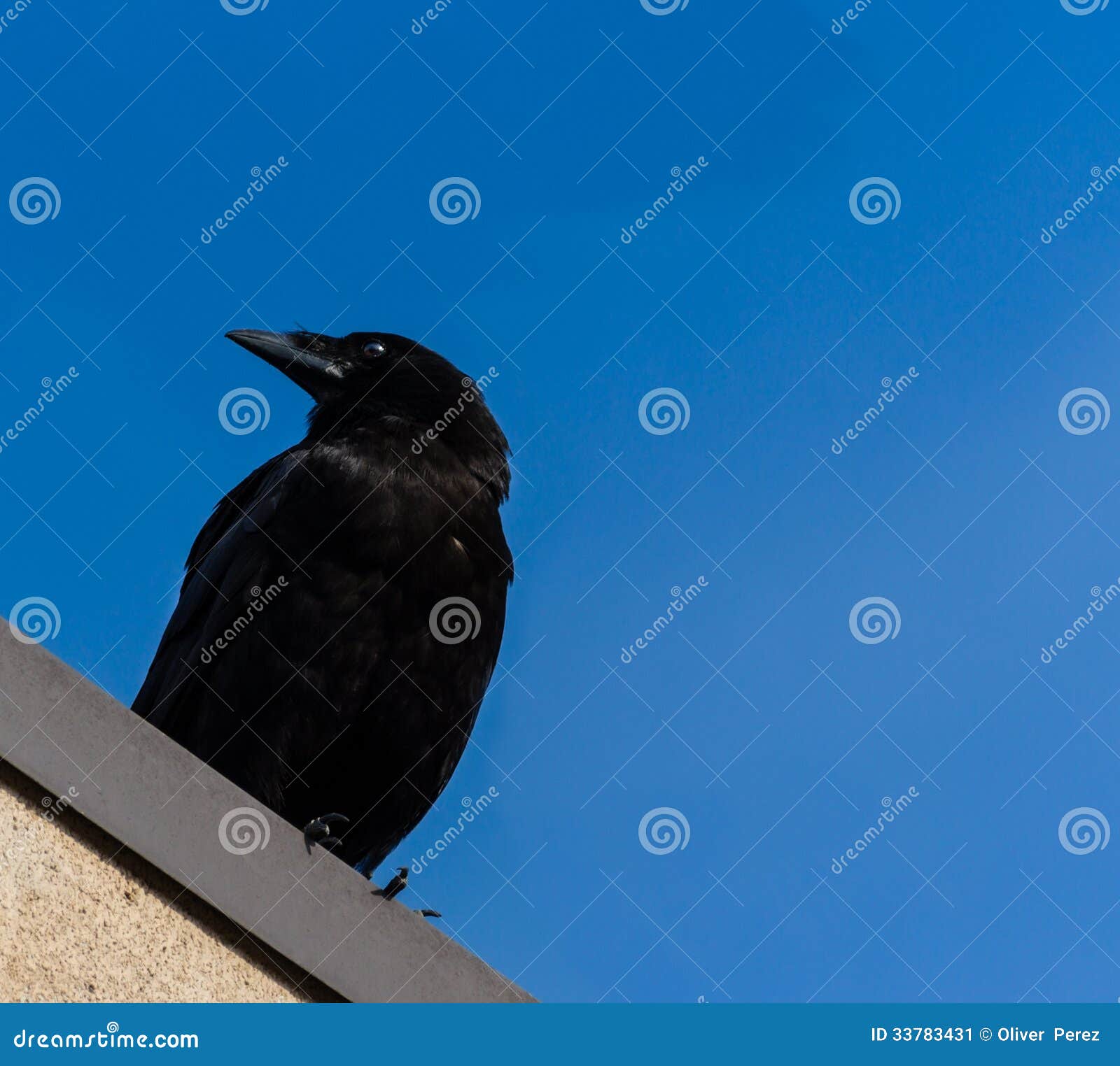 Raven noir image stock. Image du charogne, corbeaux, fantasmagorique ...