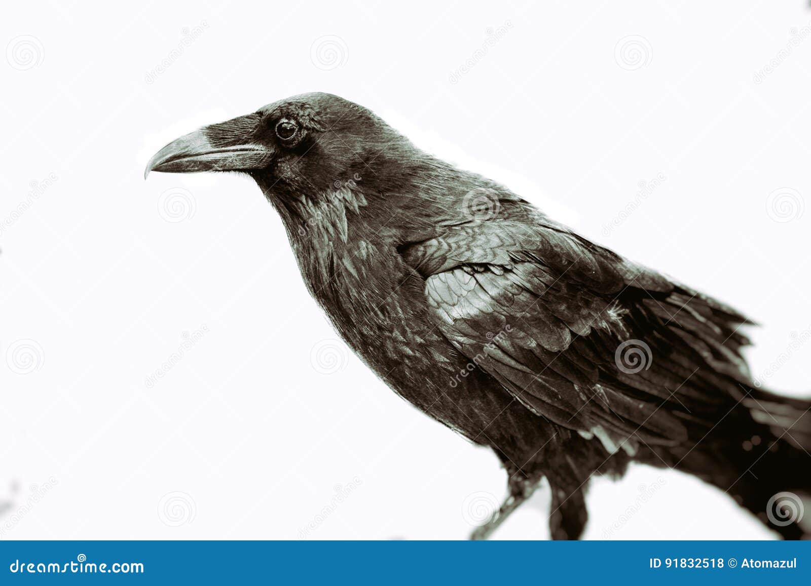 Raven noir classique photo stock. Image du grand, foncé - 91832518