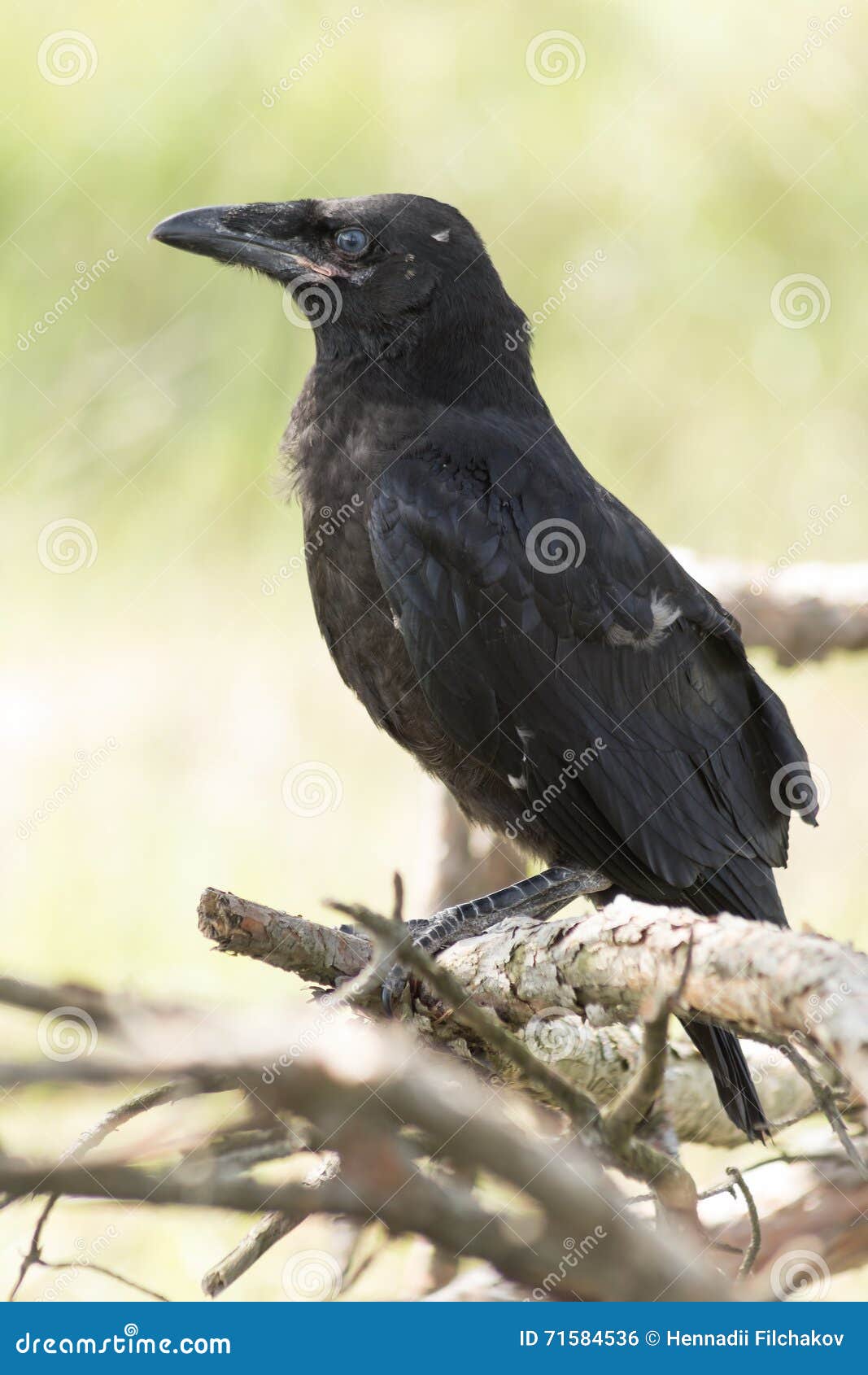 Raven stock photo. Image of scary, forest, wild, hoary - 71584536