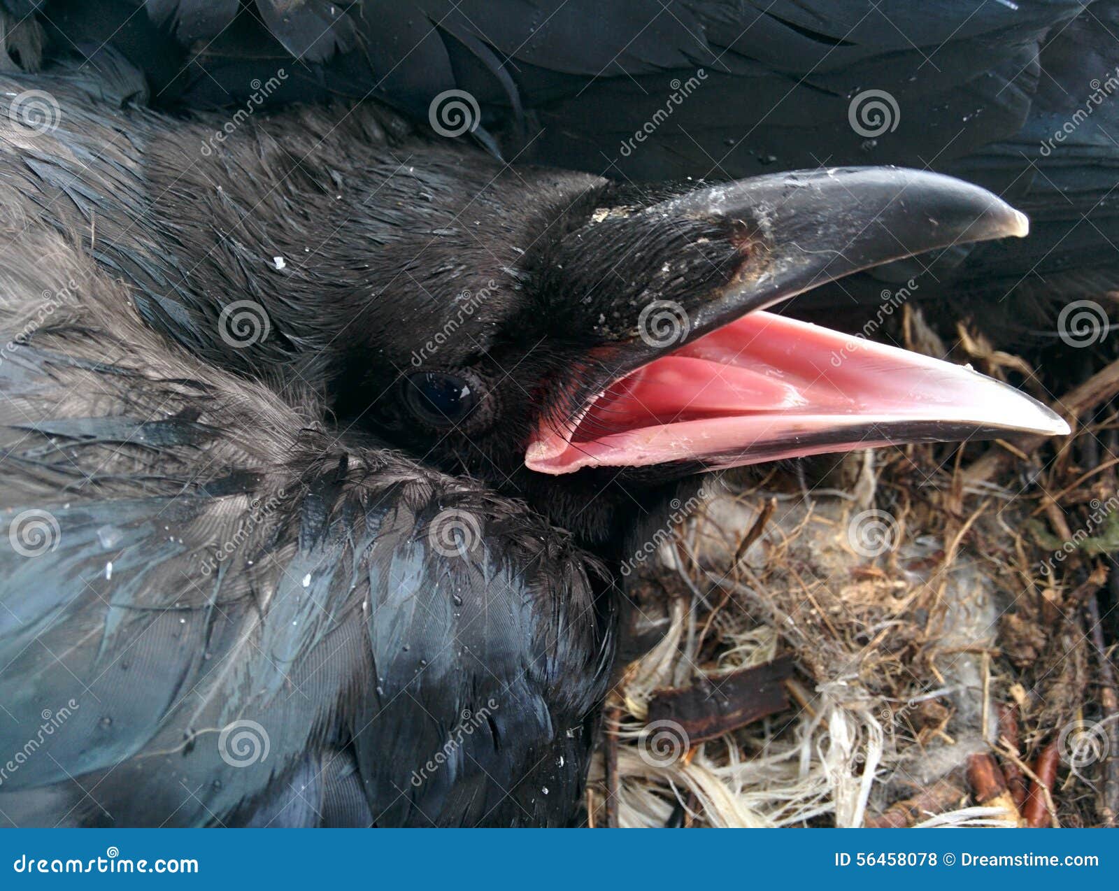 Raven stock photo. Image of face, birds, little, nature - 56458078