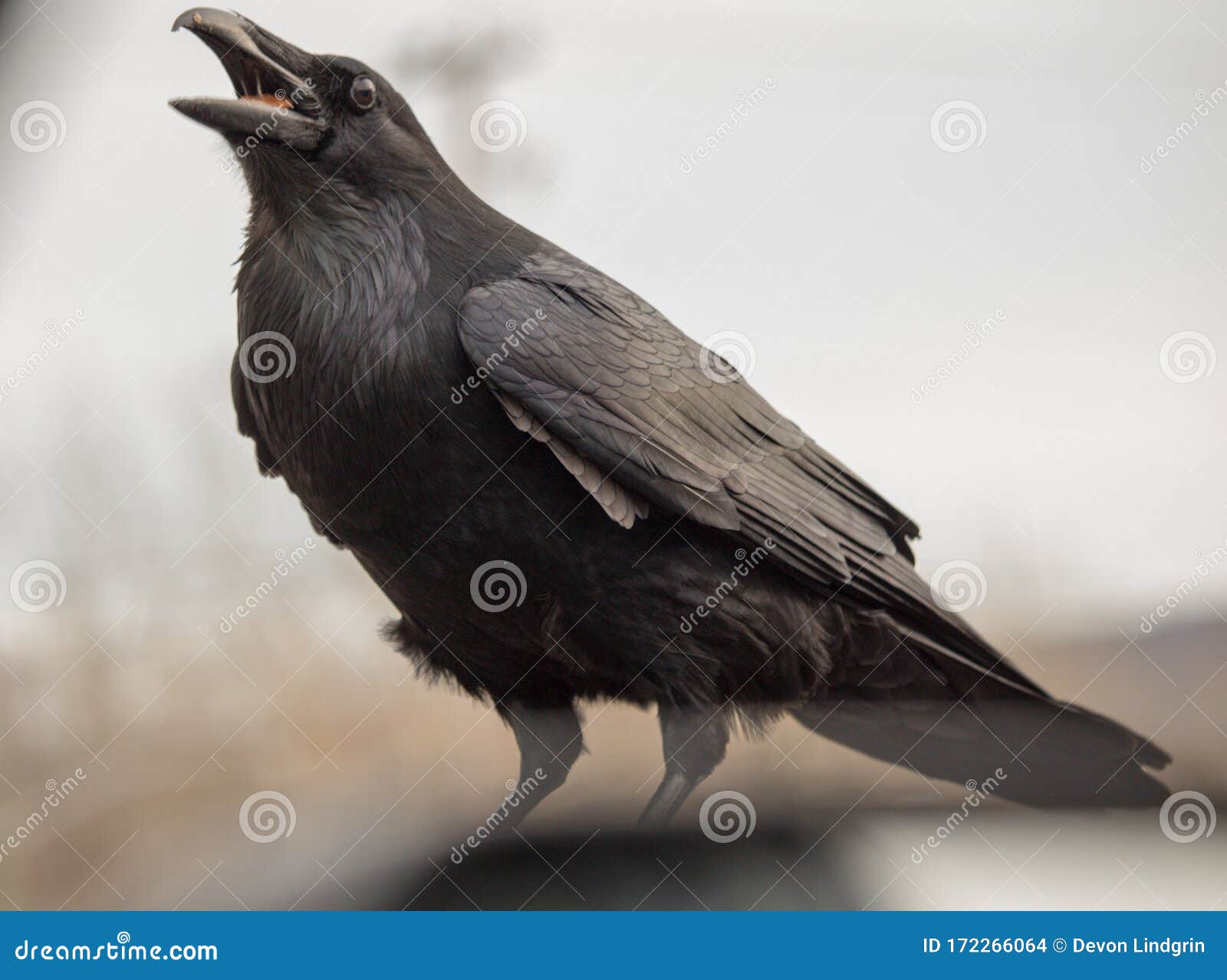 Raven with open beak stock photo. Image of feathers - 172266064