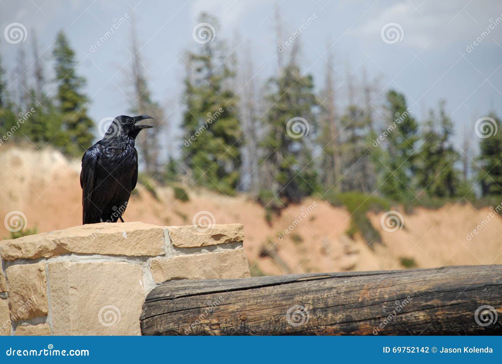 Raven - Open Beak stock photo. Image of freedom, animal - 69752142