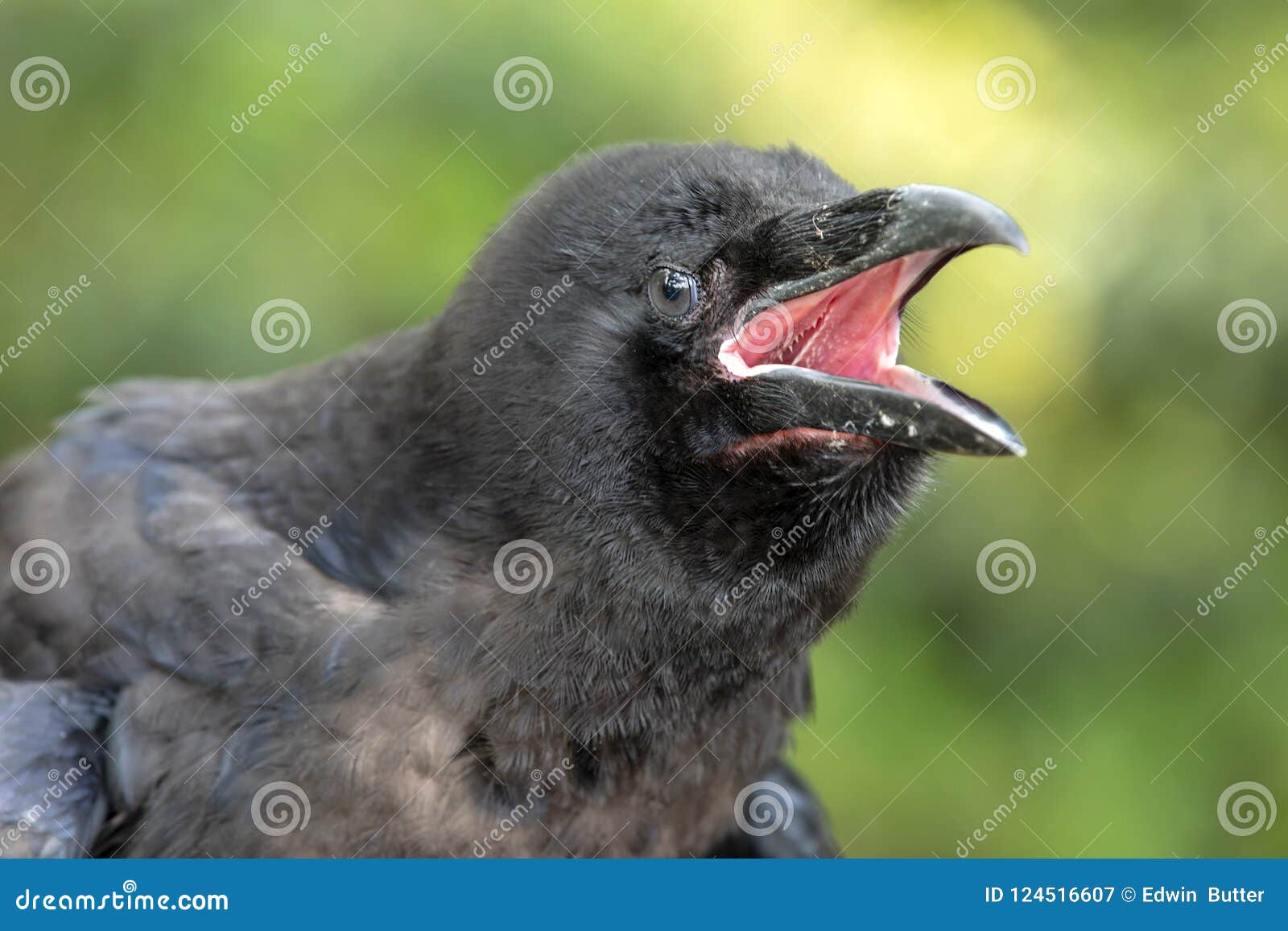Raven with open beak stock image. Image of corvus, head - 124516607