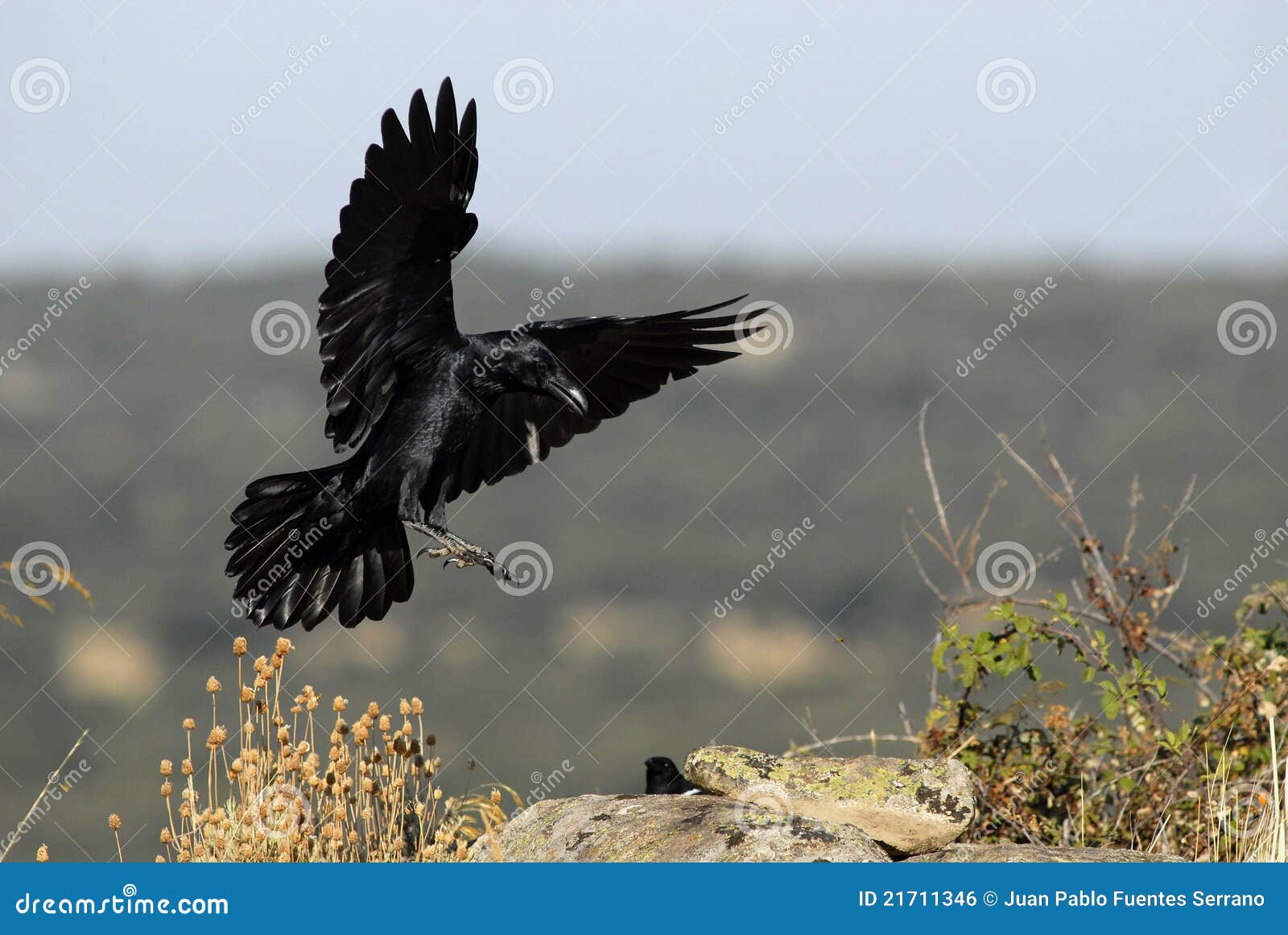 Raven With Open Wings Royalty Free Stock Image - Image: 21711346