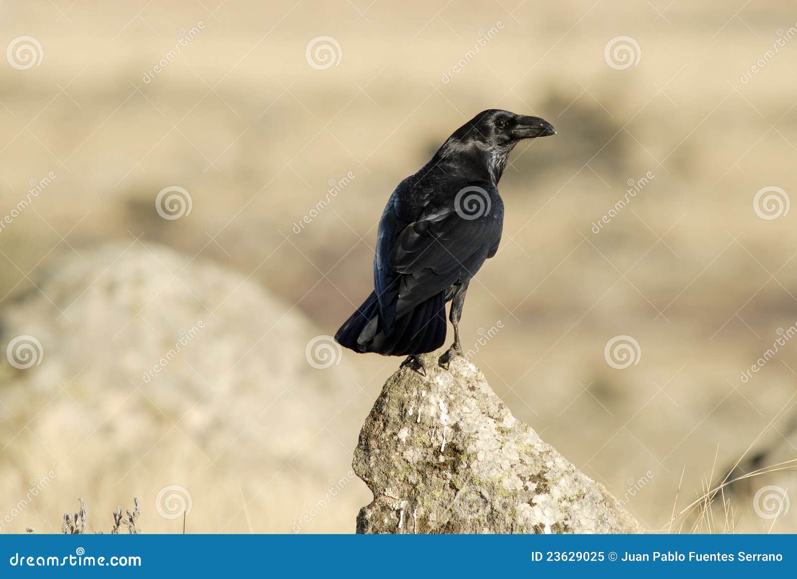 Raven perched stock image. Image of nature, raven, stonechat - 23629025