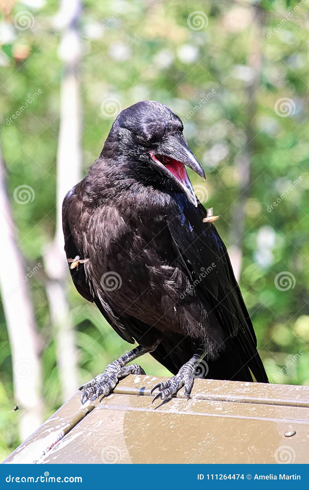A Raven Perched on a Garbage Container Catching Flies Stock Photo ...